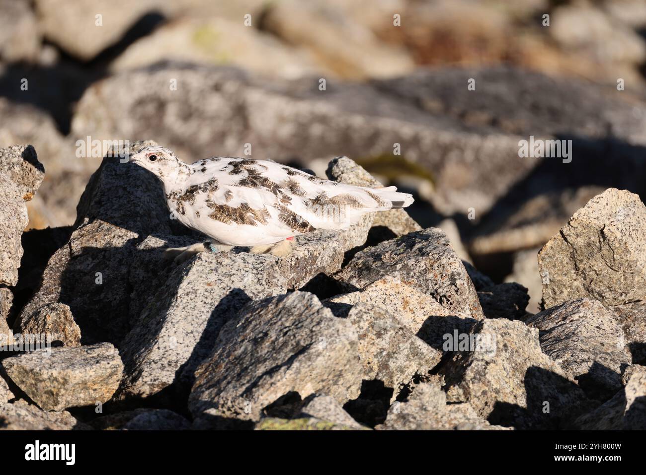 The rock ptarmigan (Lagopus muta japonica ) is a medium-sized game bird ...