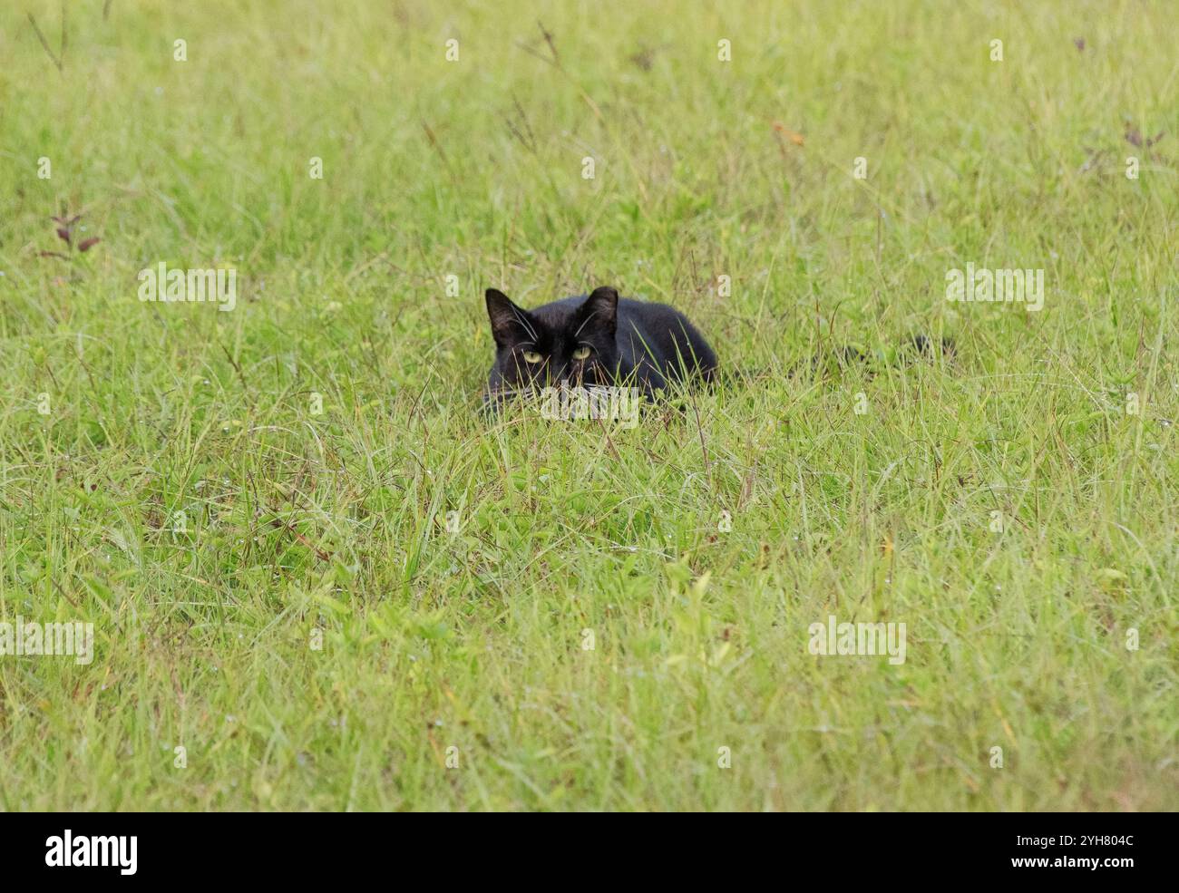 Cross creek park north carolina hi-res stock photography and images - Alamy