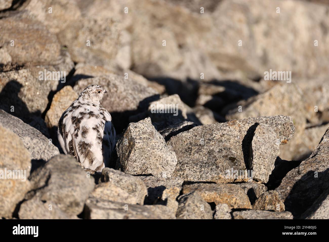 The rock ptarmigan (Lagopus muta japonica ) is a medium-sized game bird ...