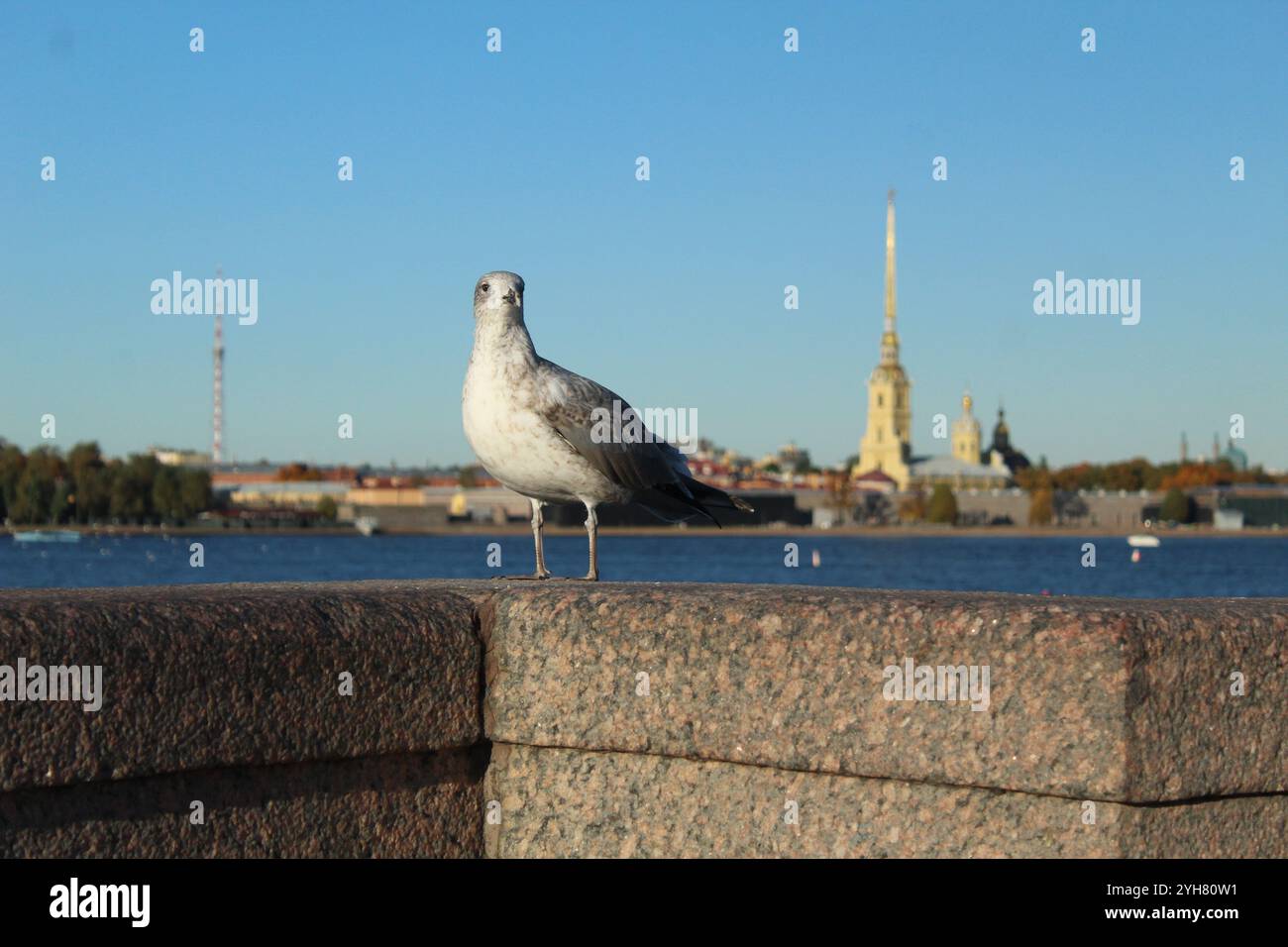 Seagull on a parapet of concrete near the sea of the river. Seabirds ...