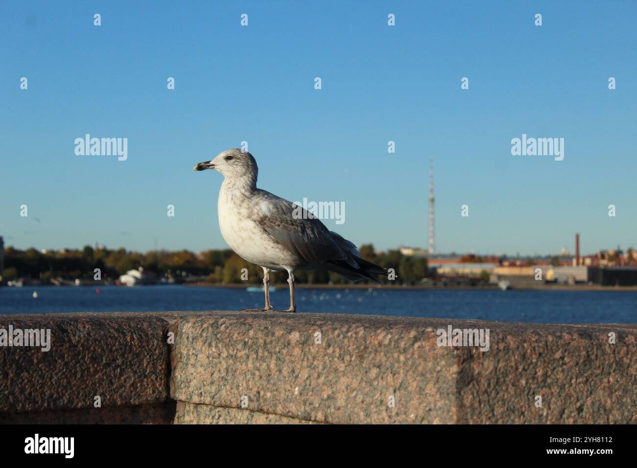 Seagull on a parapet of concrete near the sea of the river. Seabirds ...