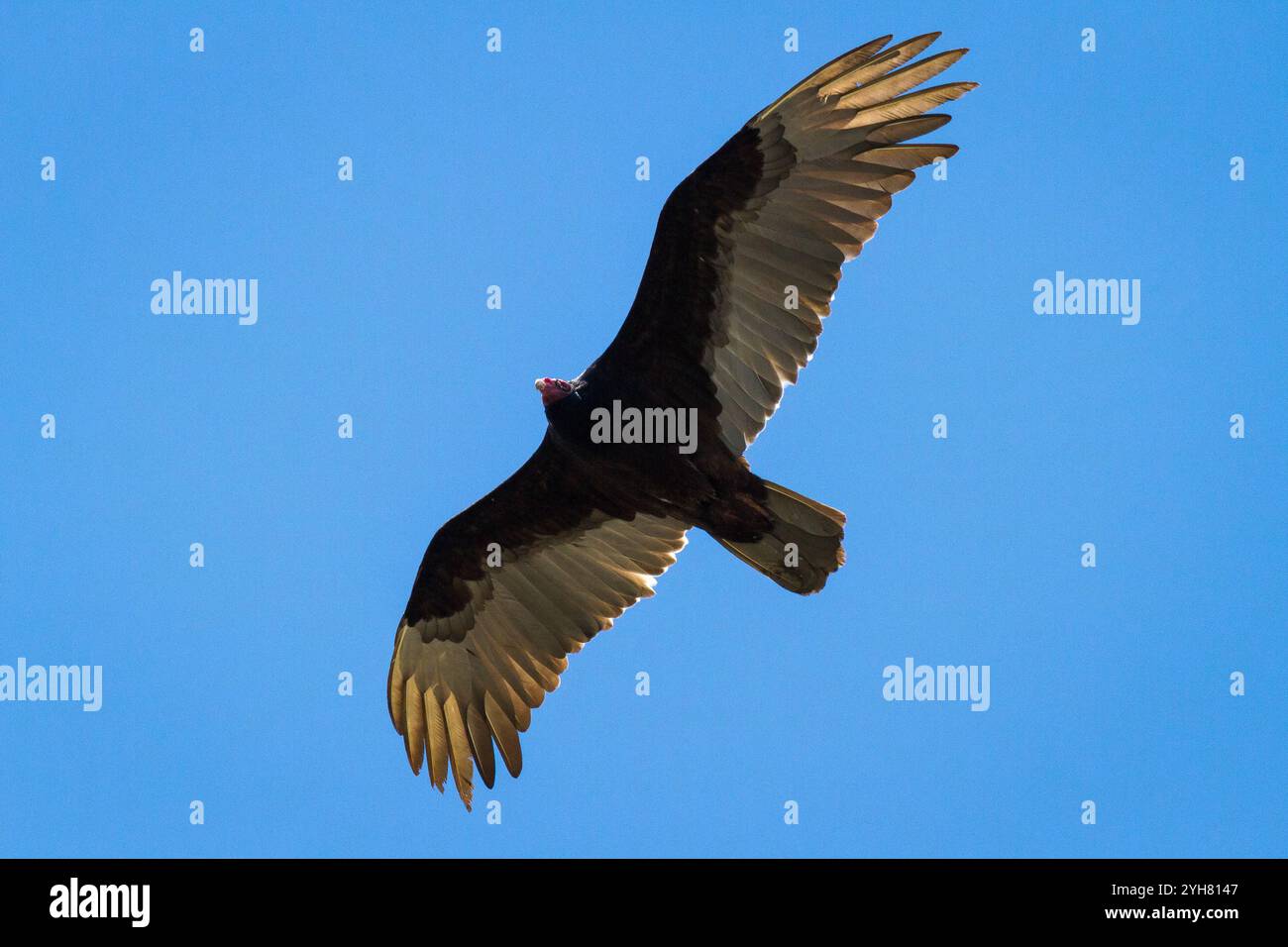Western turkey vulture hi-res stock photography and images - Alamy