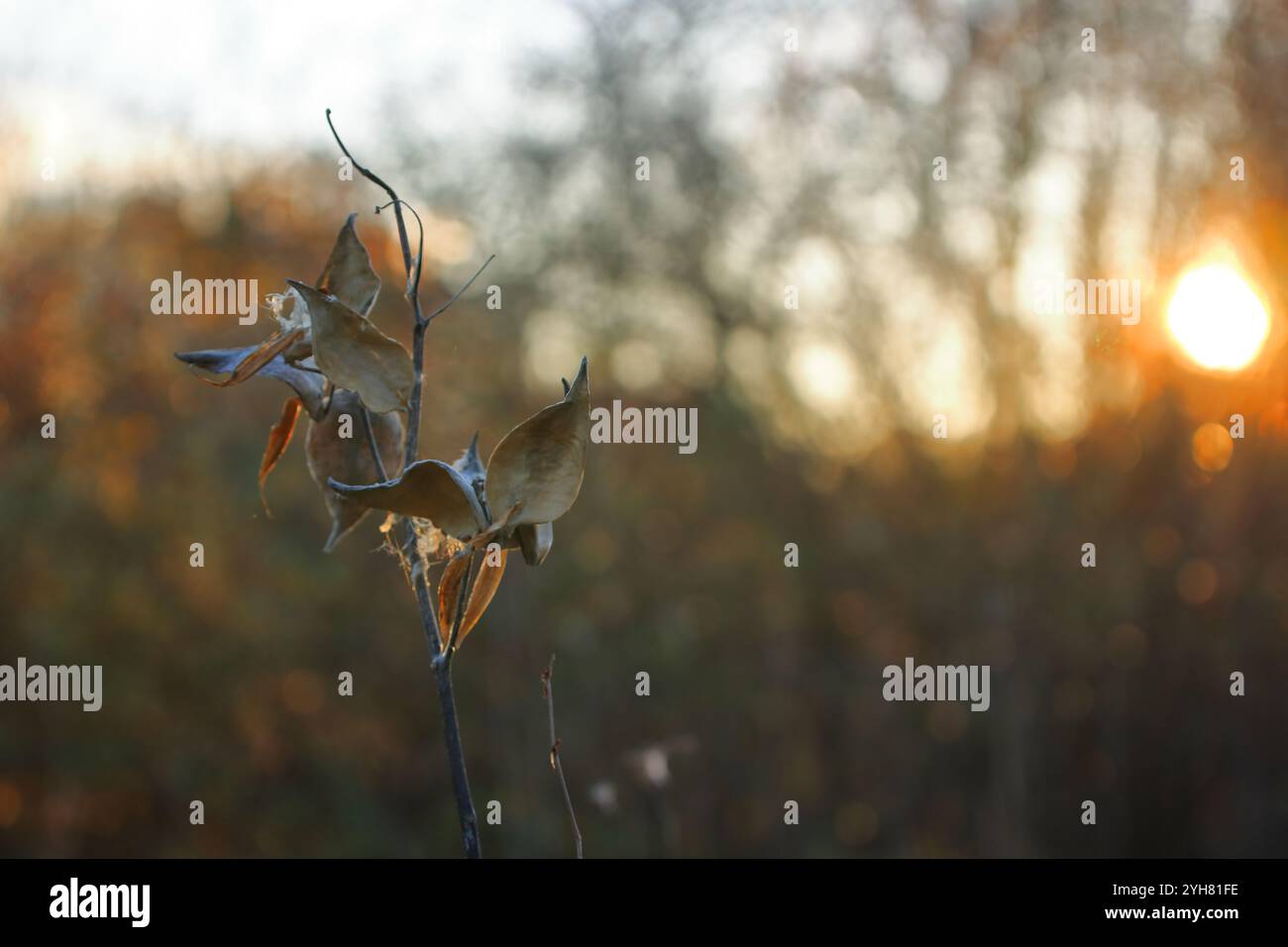 White fluffy seed pods hi-res stock photography and images - Alamy