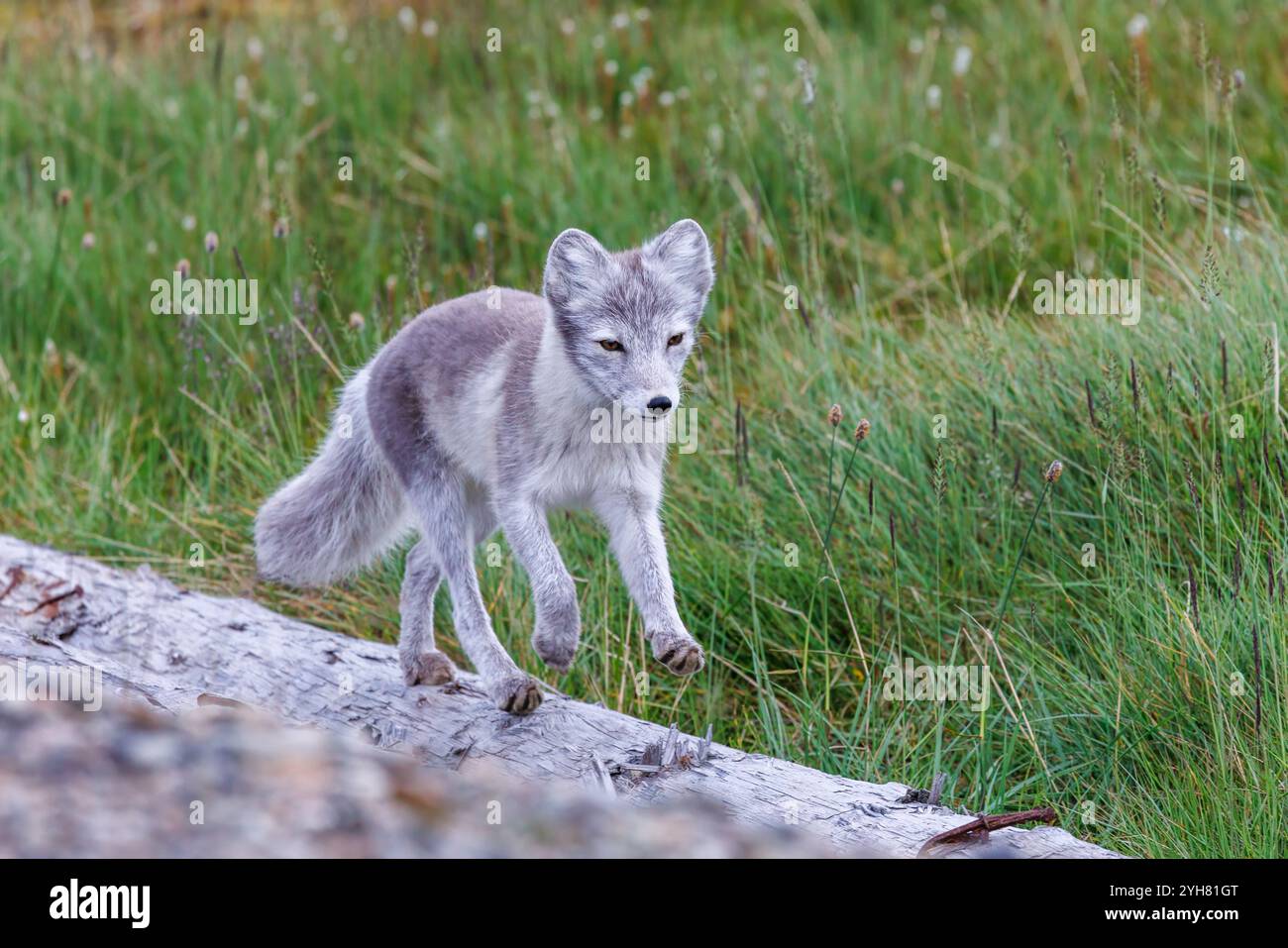 Adult arctic fox, Vulpes Lagopus, running on a log in Longyearbyen ...