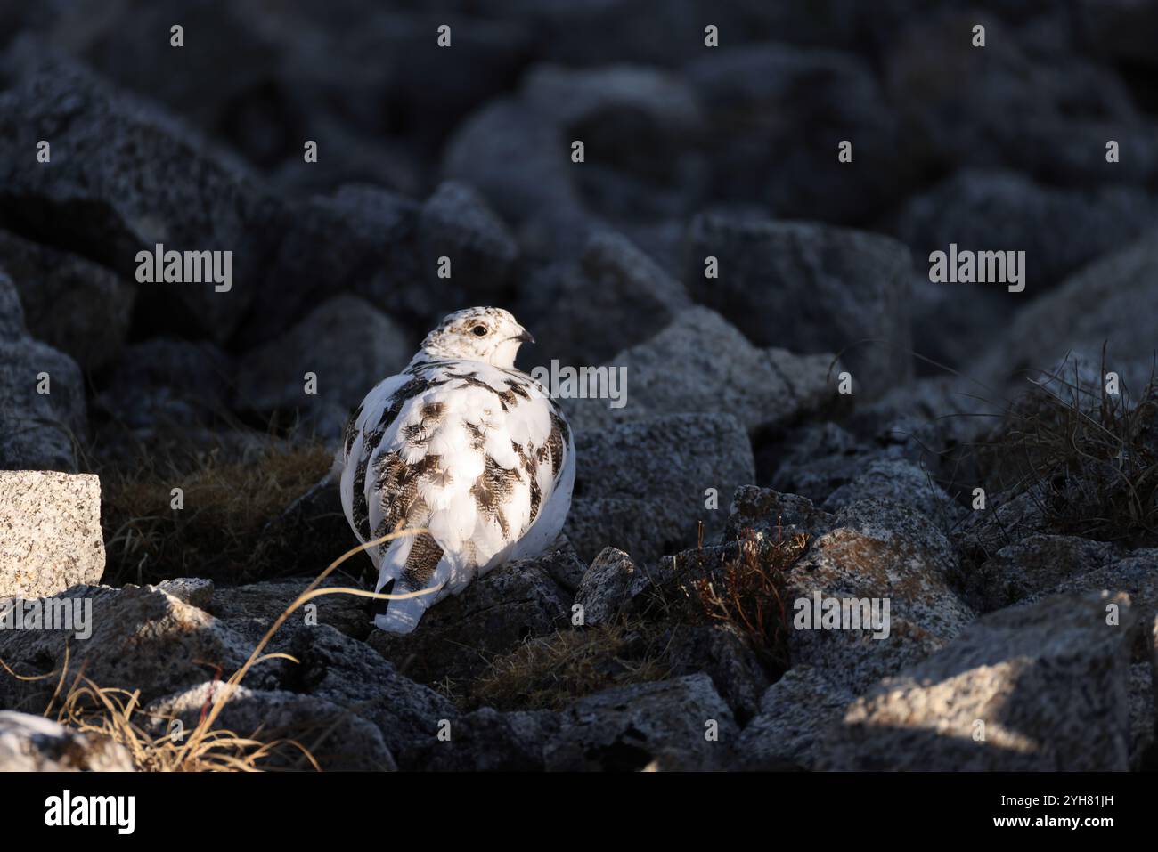 The rock ptarmigan (Lagopus muta japonica ) is a medium-sized game bird ...