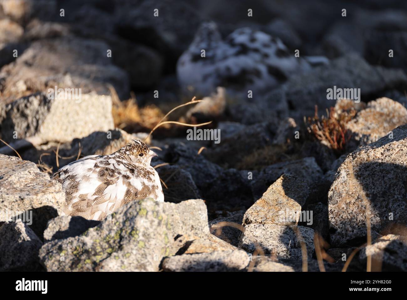 The rock ptarmigan (Lagopus muta japonica ) is a medium-sized game bird ...