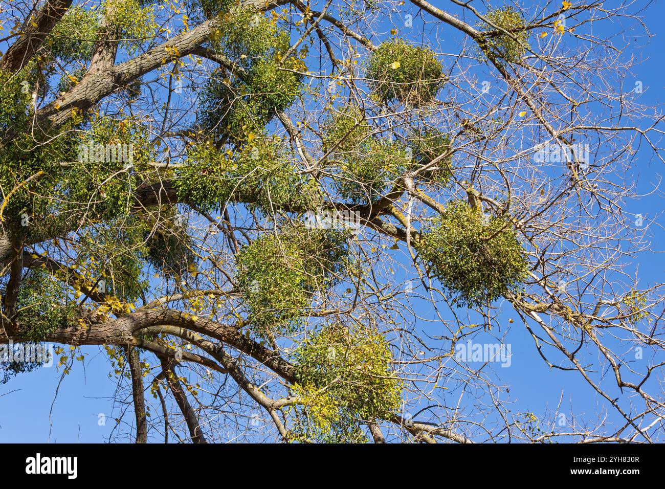 A mistletoe plant with green leaves and berries growing on a tree ...