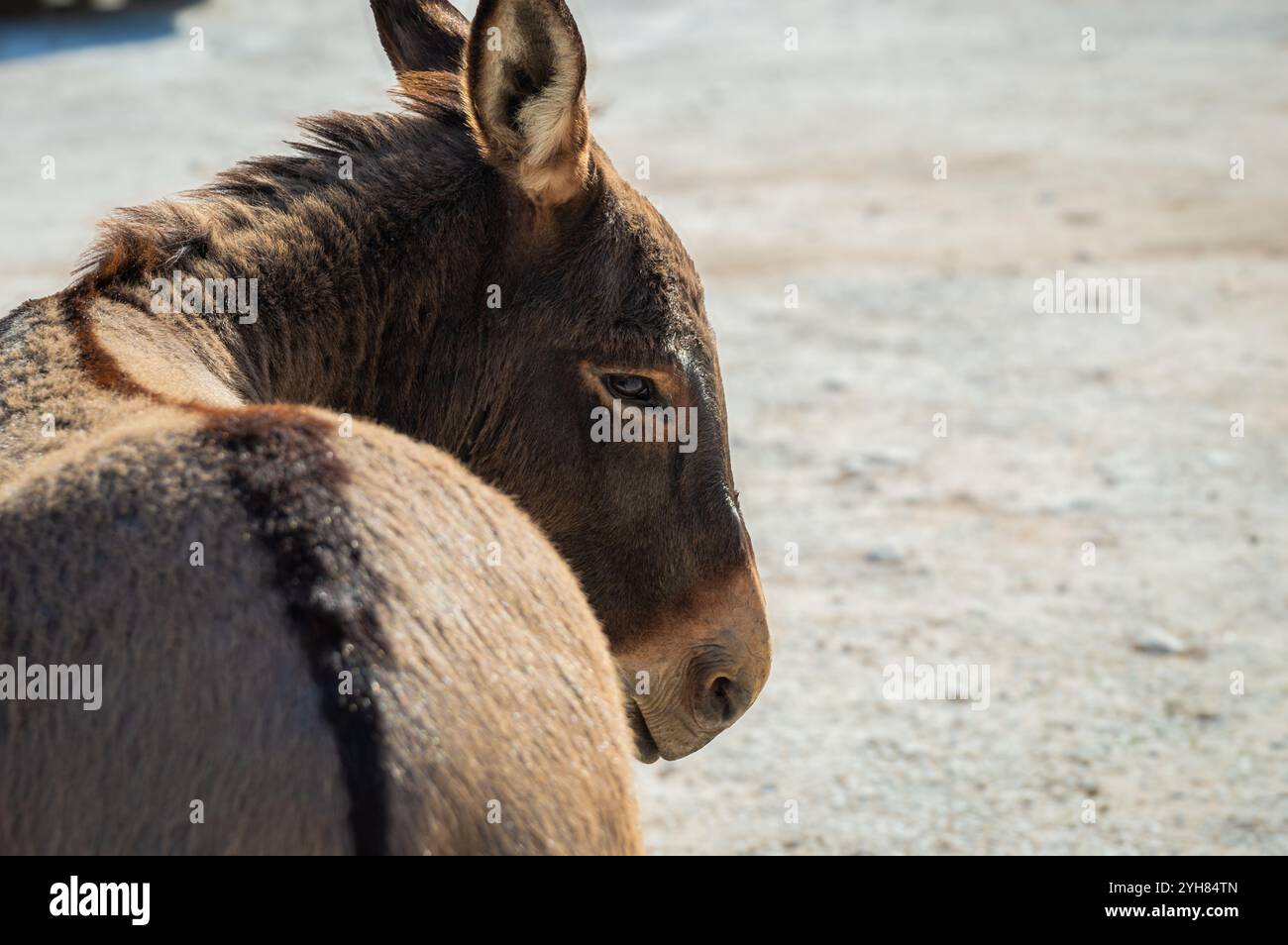 Close Up Donkey Face Portrait Stock Photo - Alamy