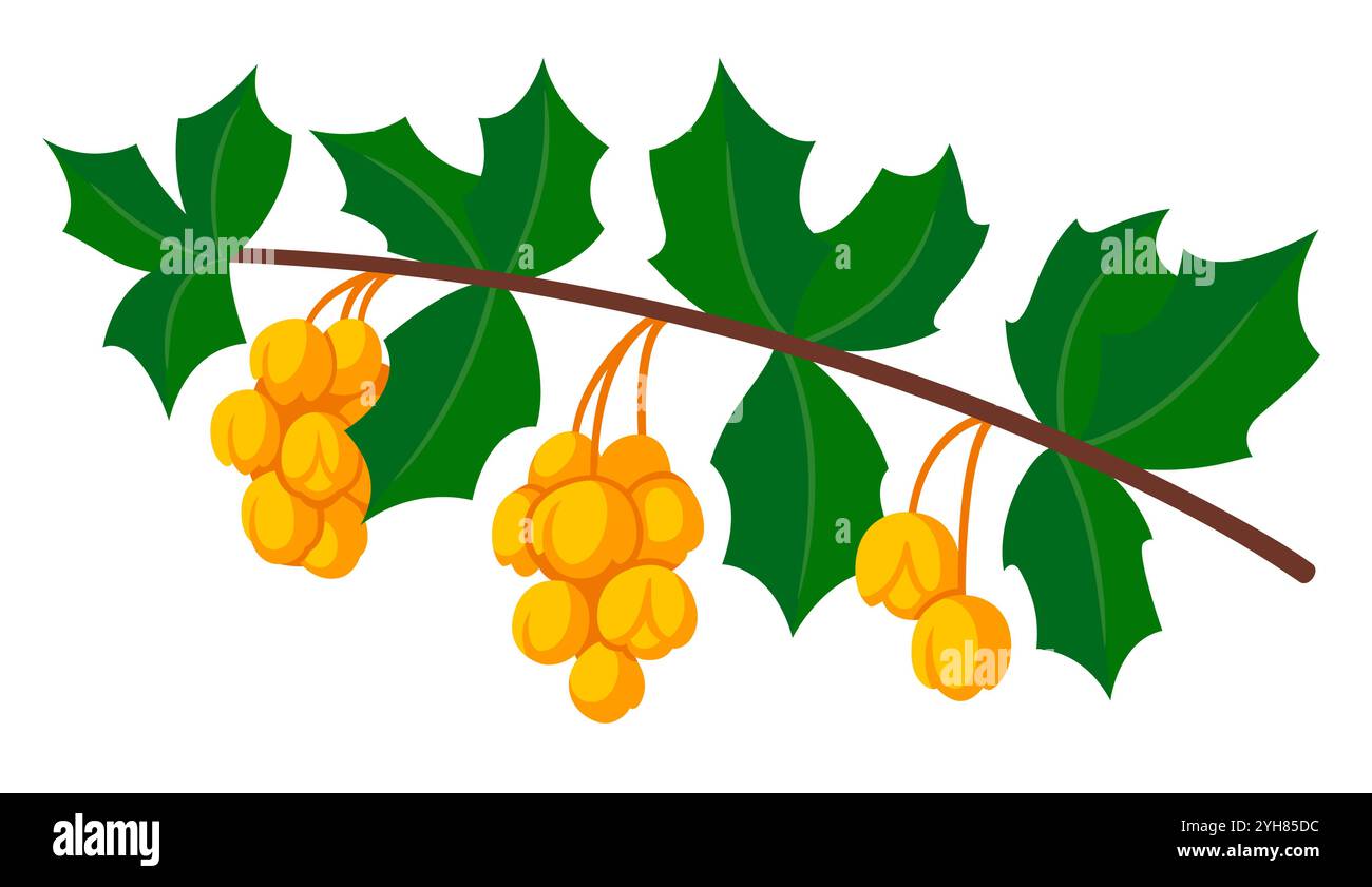 Michay (Berberis darwinii, Darwin's barberry) shrub plant native to ...