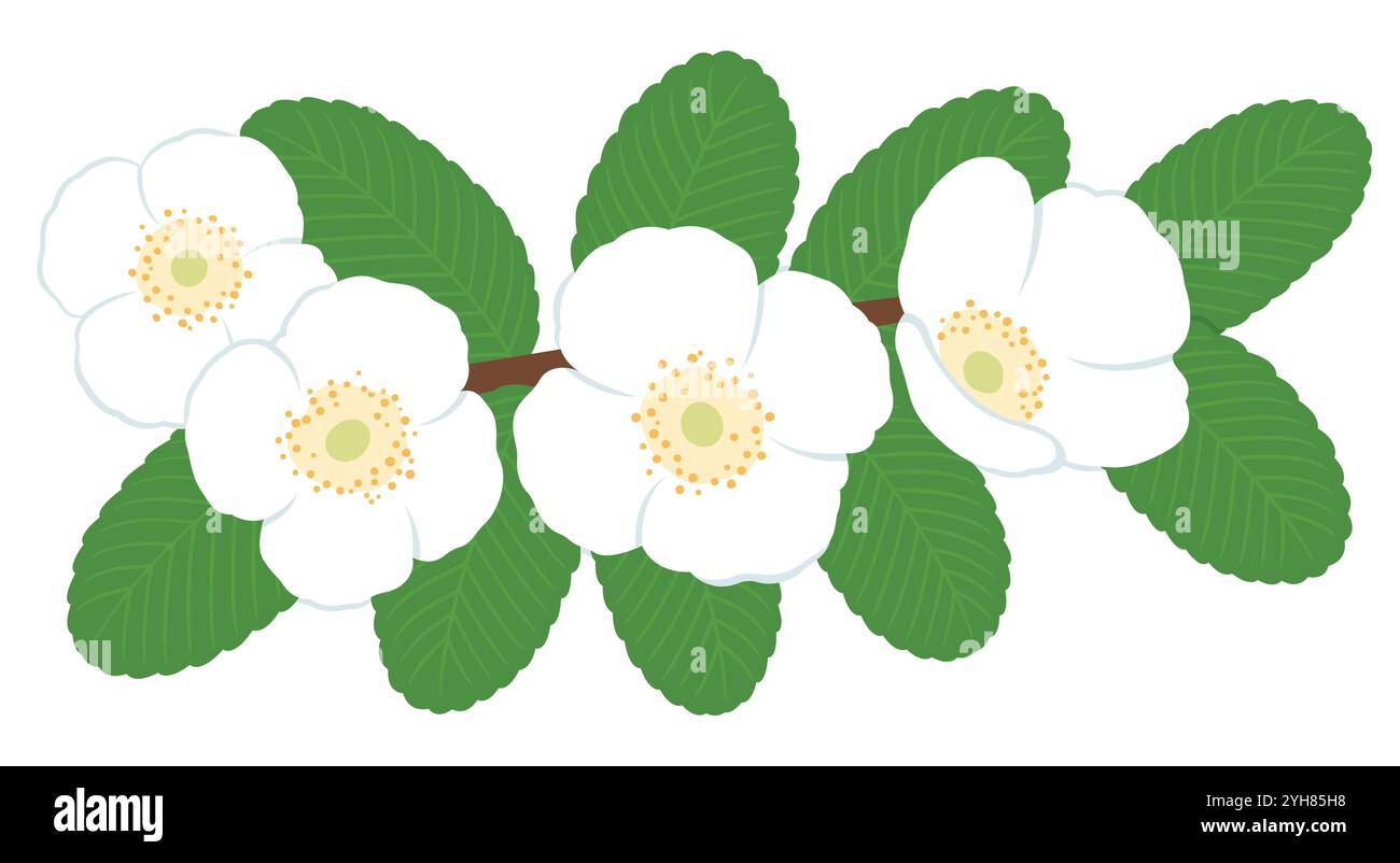 Ulmo eucryphia cordifolia hi-res stock photography and images - Alamy