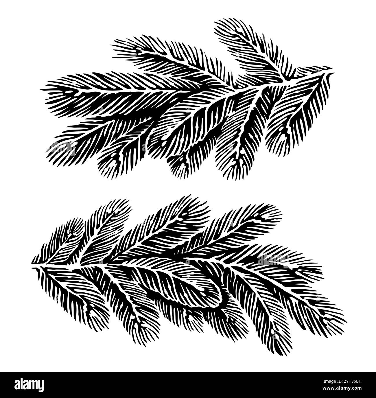Christmas fir tree spruce branch with needles. Hand drawn sketch vector ...