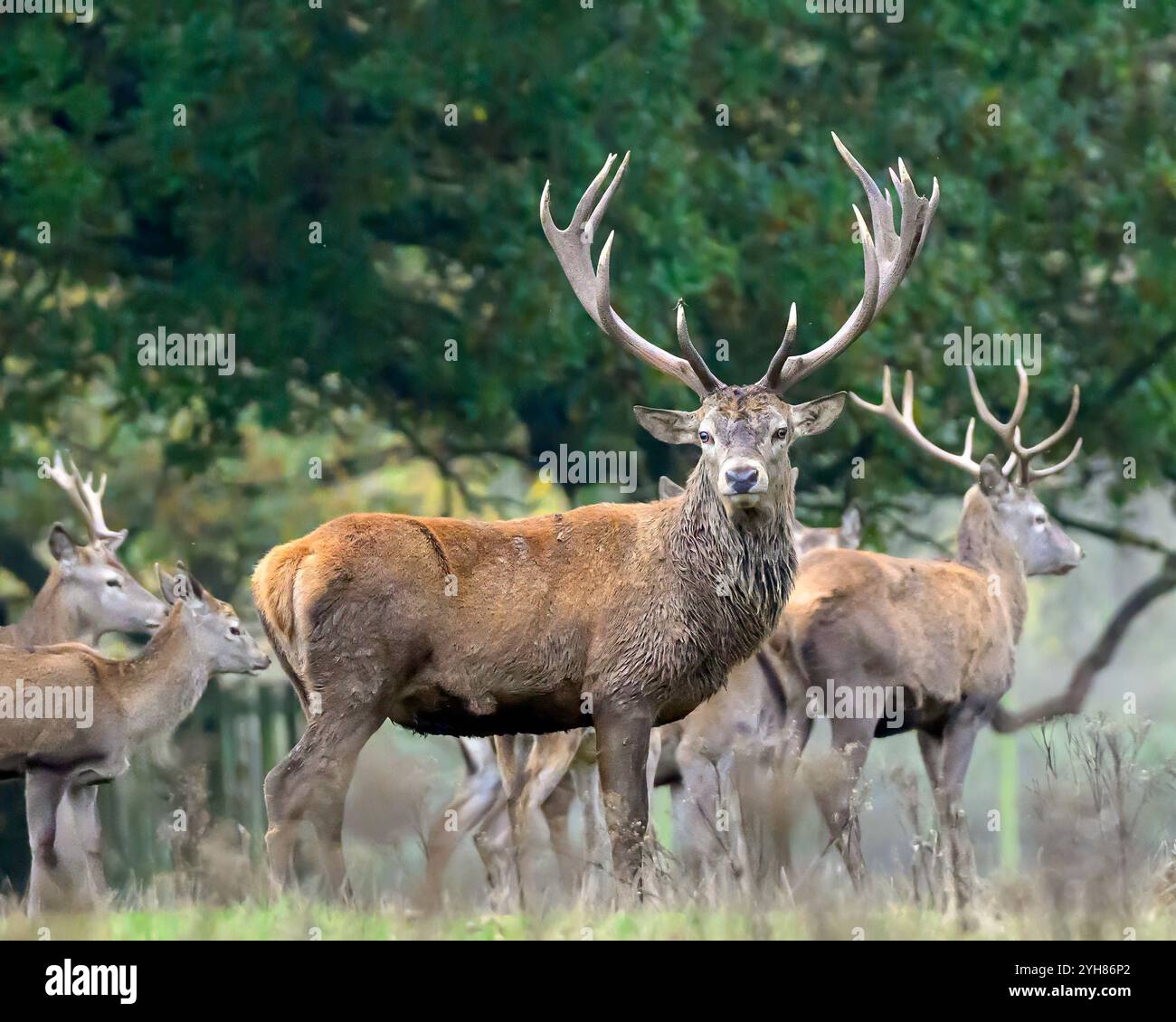 Deer Park in Derbyshire Image by Mark Dunn Stock Photo - Alamy