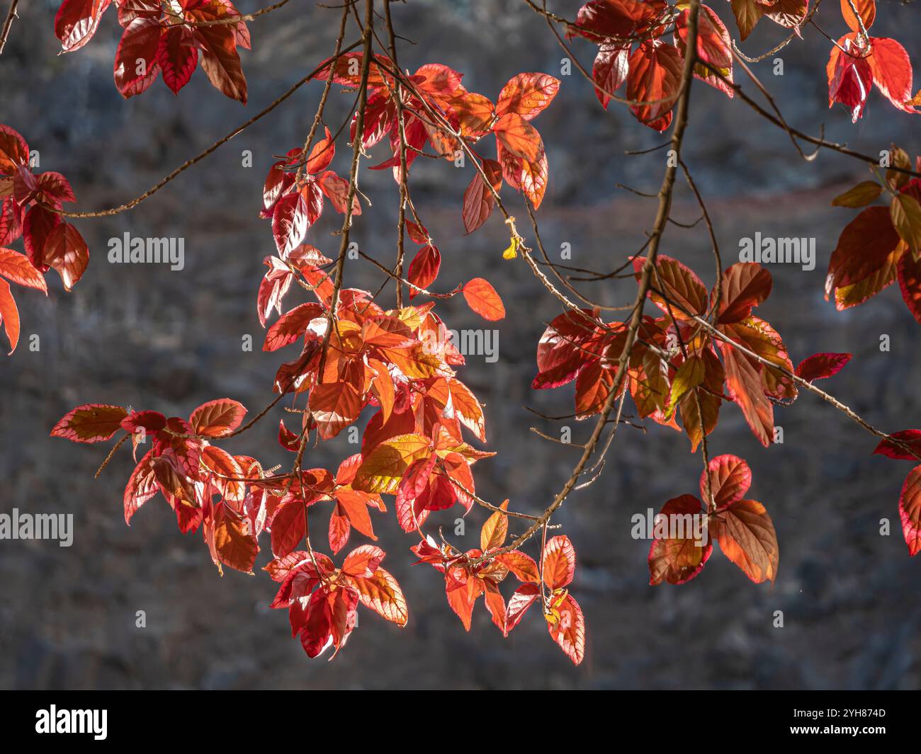 Colored leaves illuminated sunlight hi-res stock photography and images ...