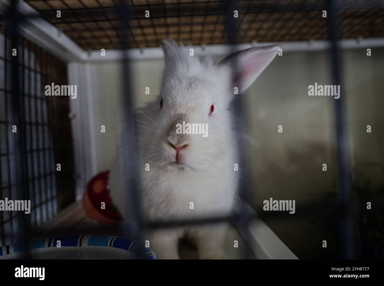 November 8, 2024, Camarillo, California, USA: A pink eared bunny rabbit ...