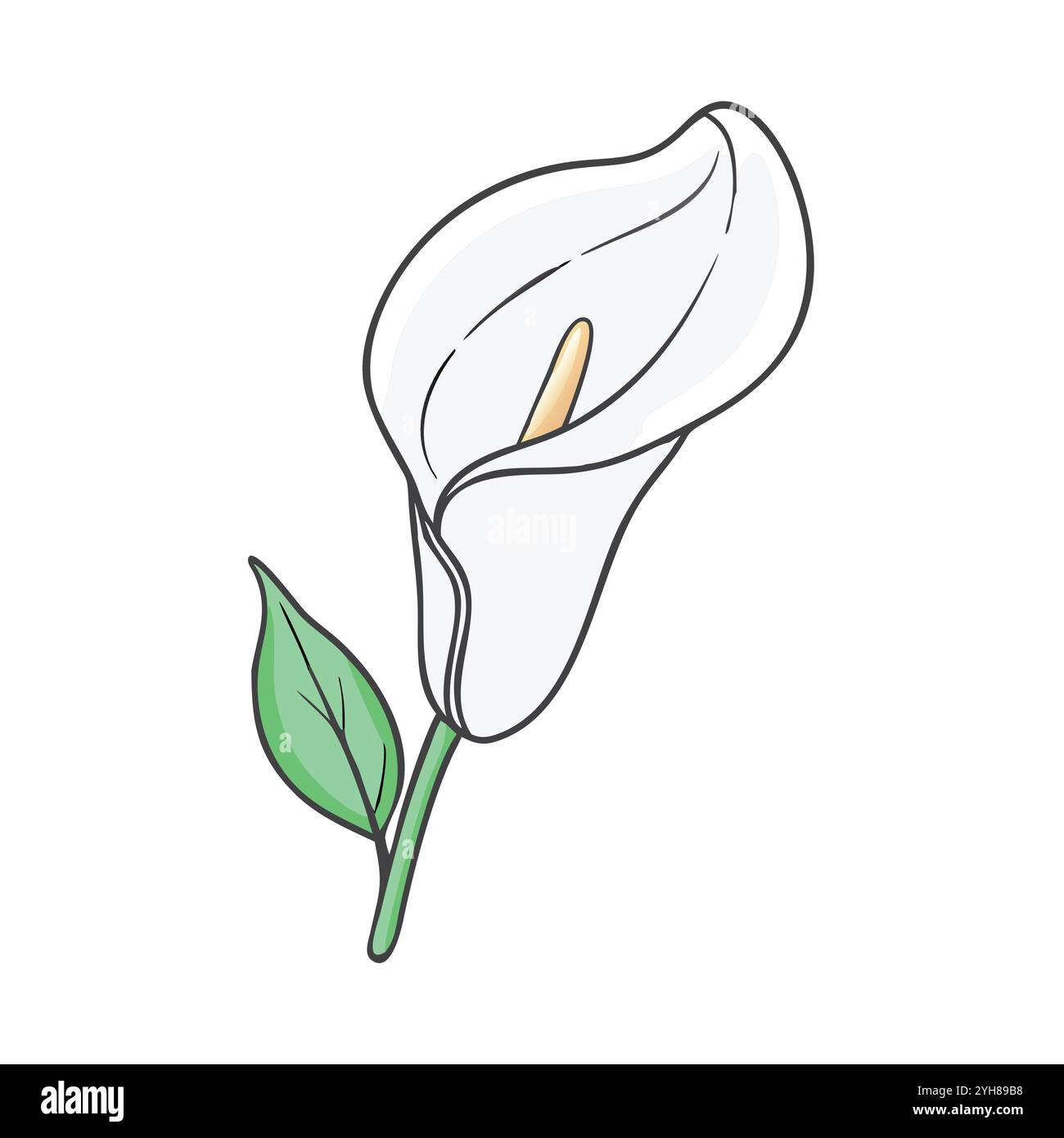 vector illustration of a calla lily flower, for floral designs ...