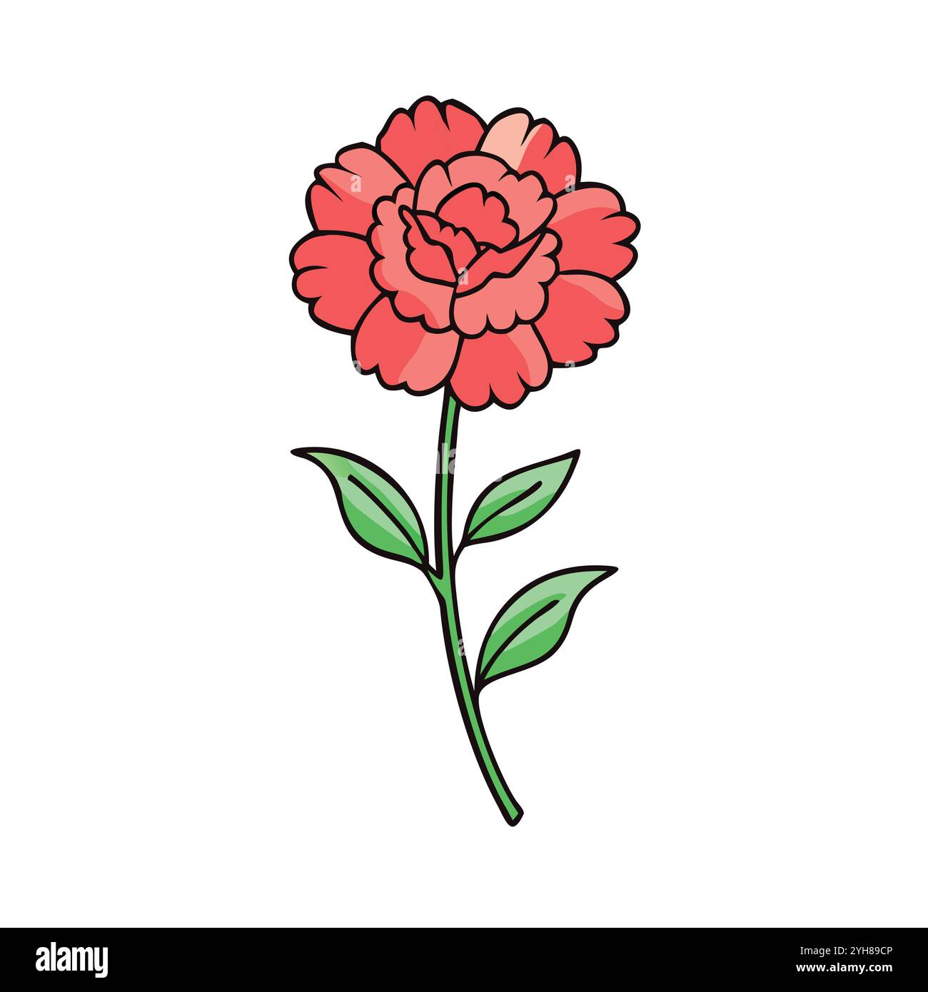 vector illustration of a carnation flower, for floral designs ...
