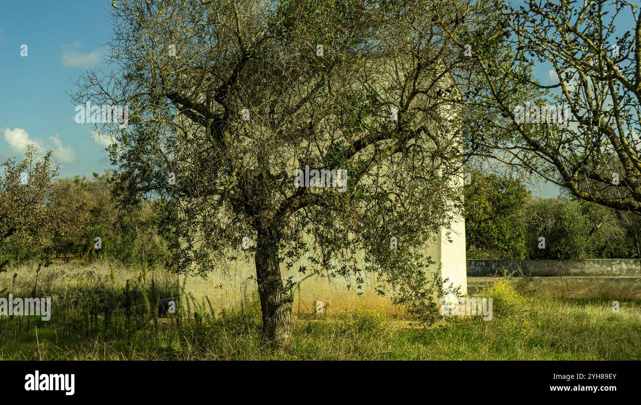 campagna di Puglia pianura del Salento Stock Photo - Alamy