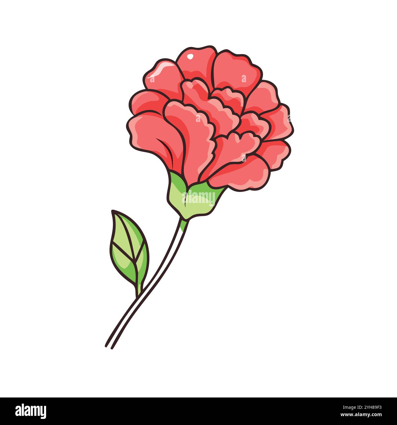 vector illustration of a carnation flower, for floral designs ...