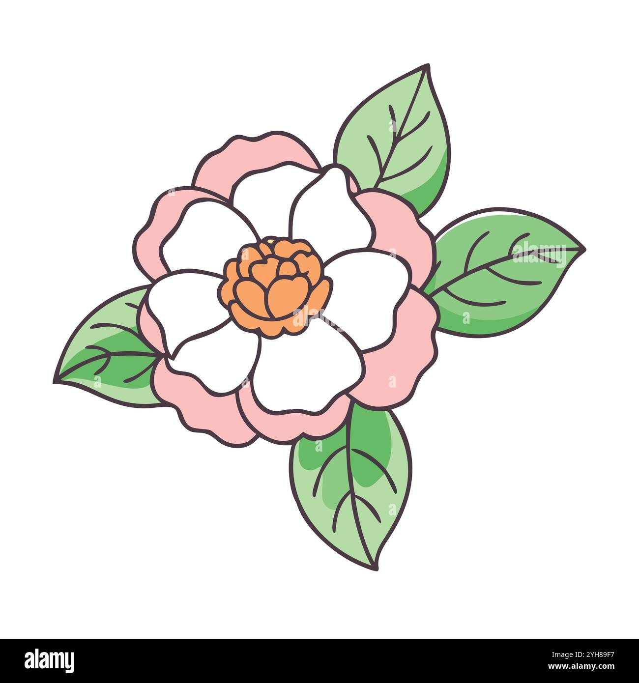 vector illustration of a camellia flower, for floral designs, botanical ...
