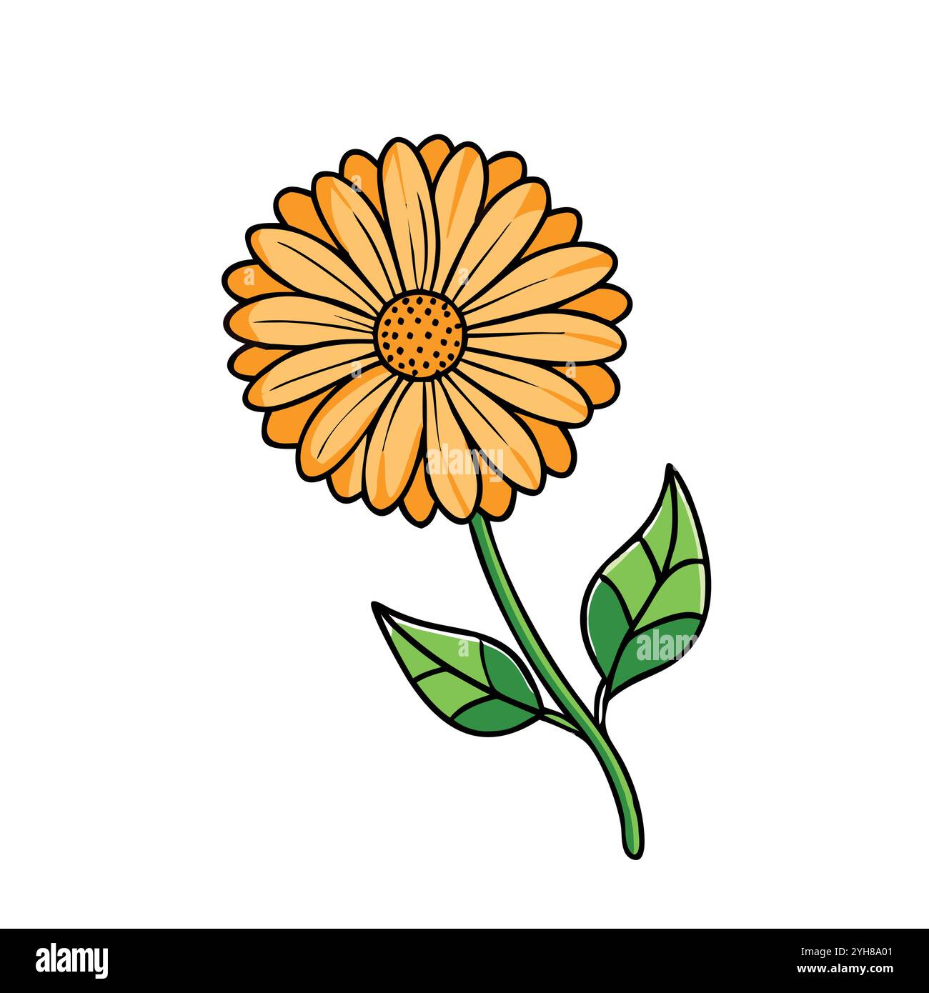 vector illustration of a calendula flower, for floral designs ...