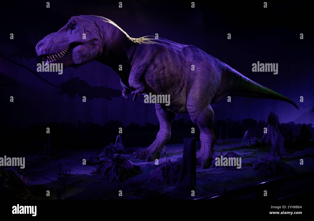 Tyrannosaurus rex in the Natural History Museum London Stock Photo - Alamy