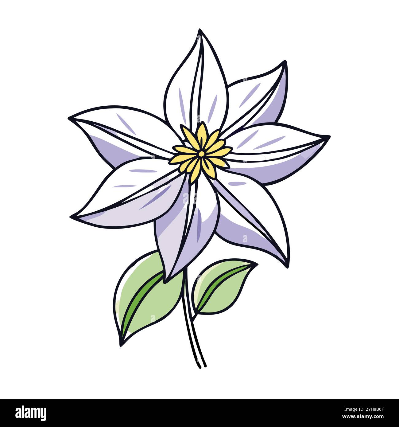 vector illustration of a clematis flower, for floral designs, botanical ...
