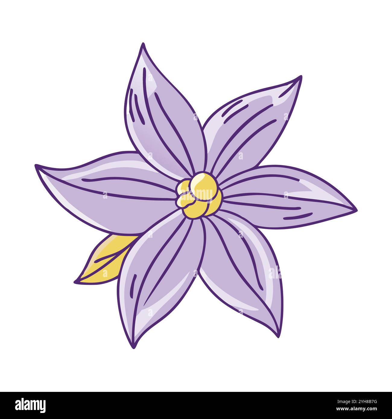 vector illustration of a clematis flower, for floral designs, botanical ...