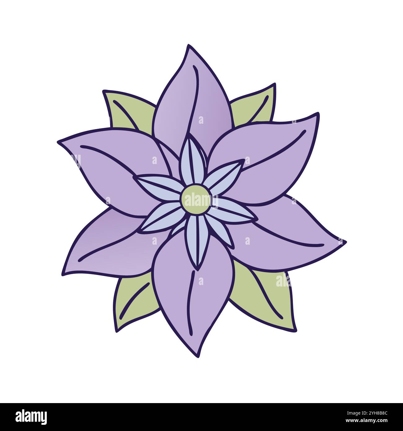 vector illustration of a clematis flower, for floral designs, botanical ...