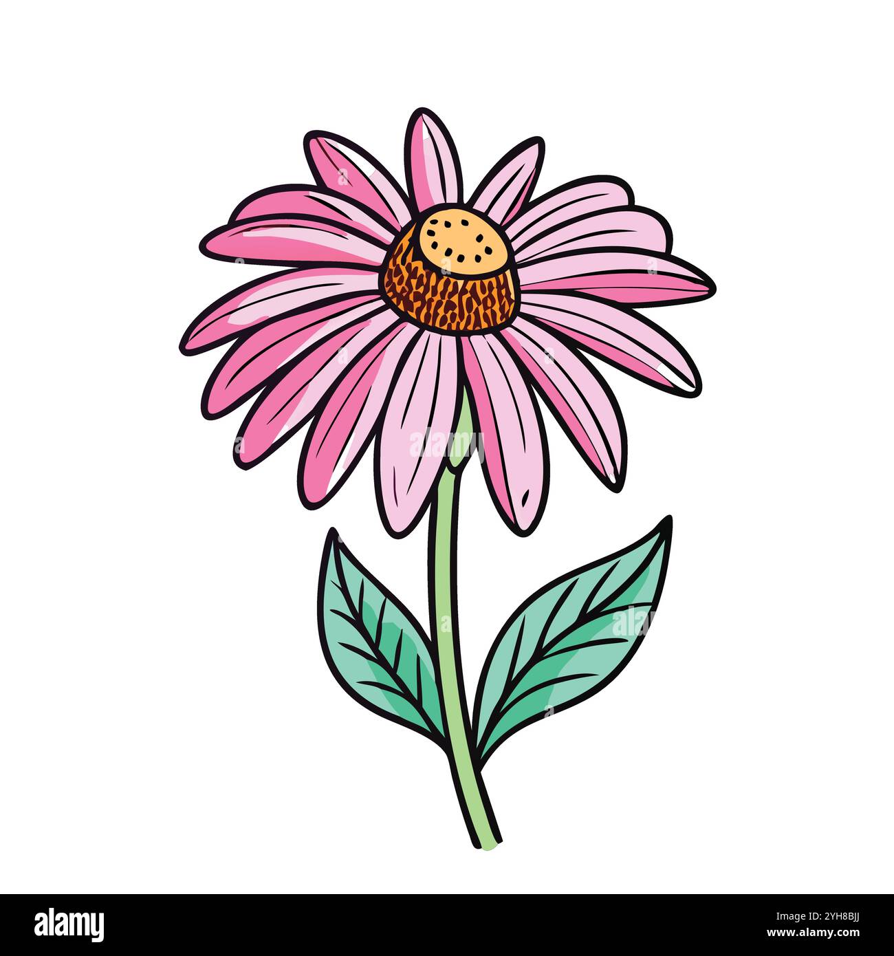 vector illustration of a cone flower echinacea flower, for floral ...