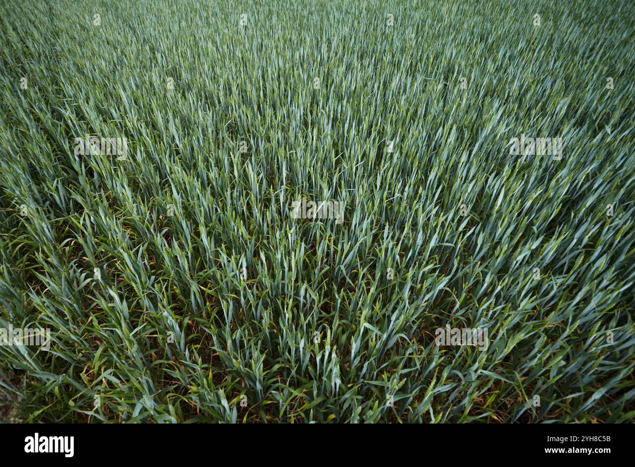Spring field of young wheat Stock Photo - Alamy