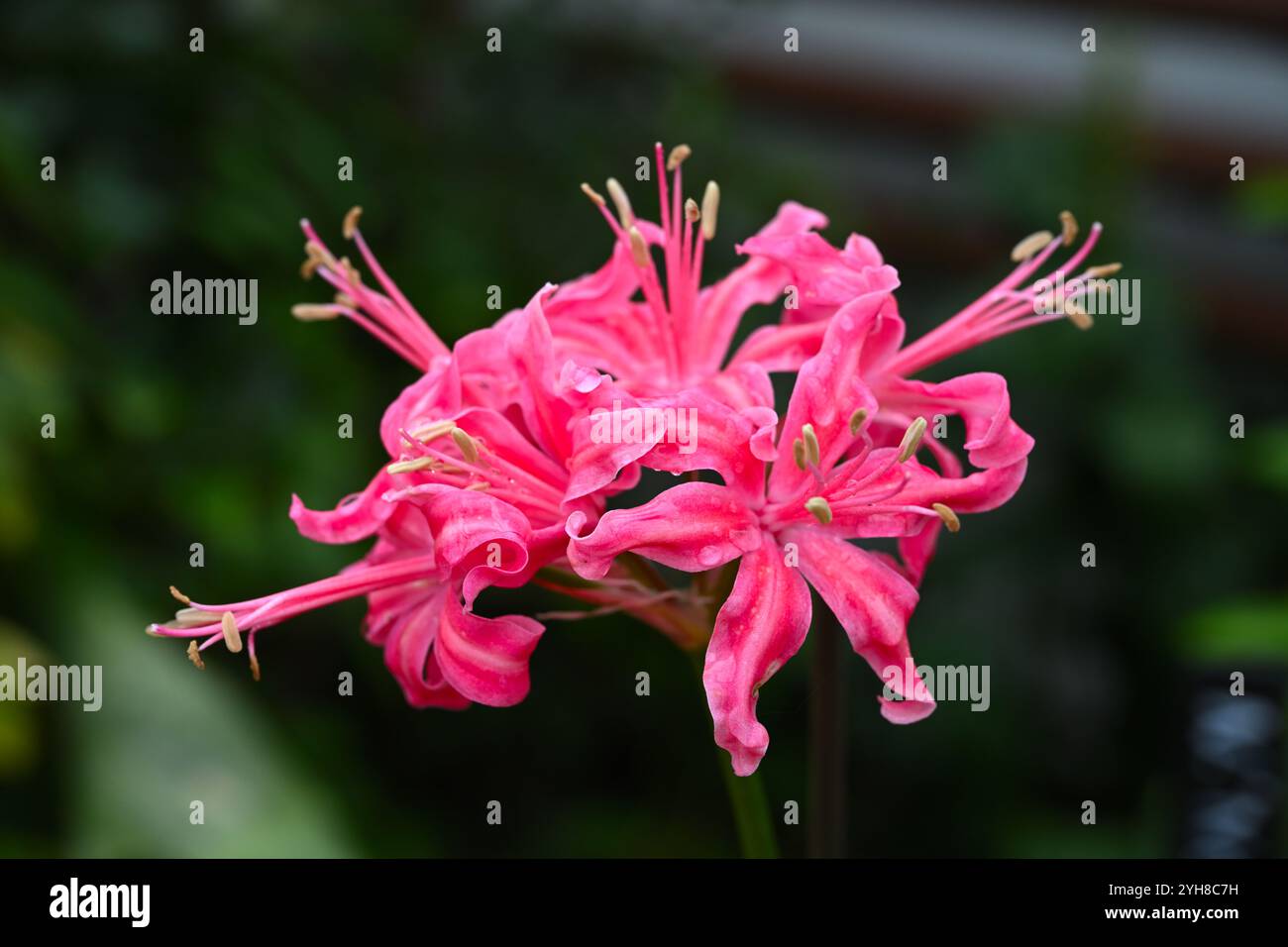 flower of Guernsey lily or tender nerine Osbourne in UK garden October ...