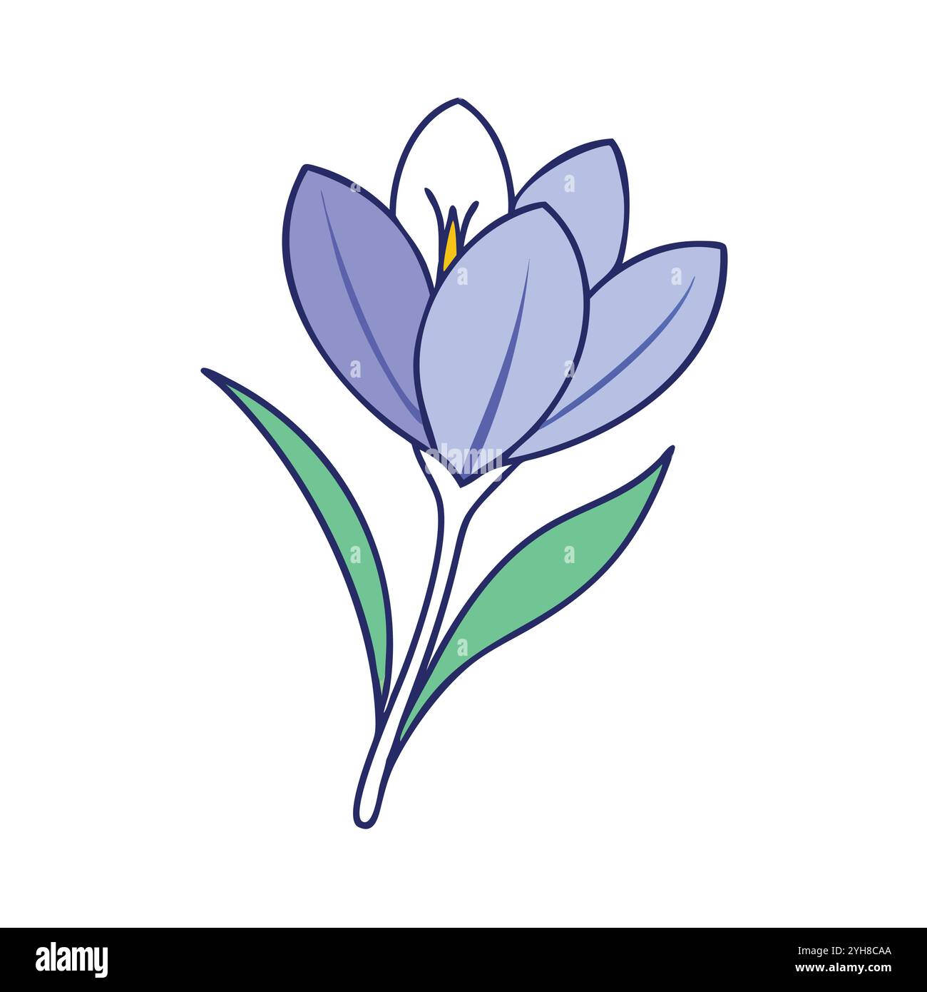 vector illustration of a crocus flower, for floral designs, botanical ...