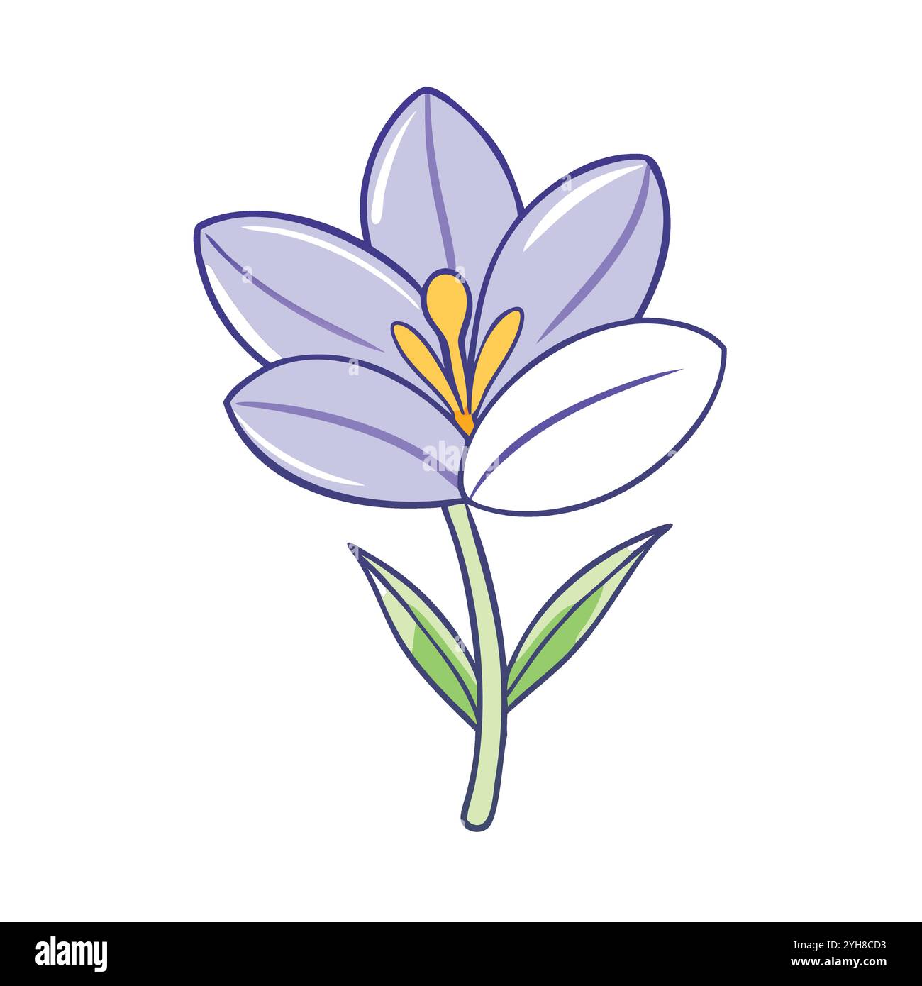 vector illustration of a crocus flower, for floral designs, botanical ...