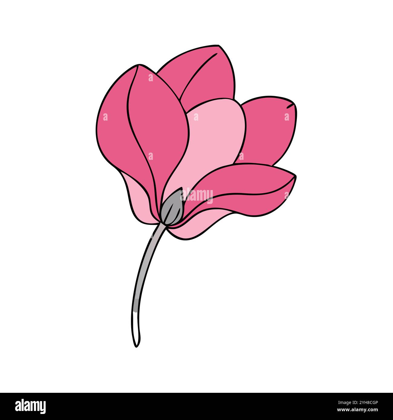 vector illustration of a cyclamen flower, for floral designs, botanical ...