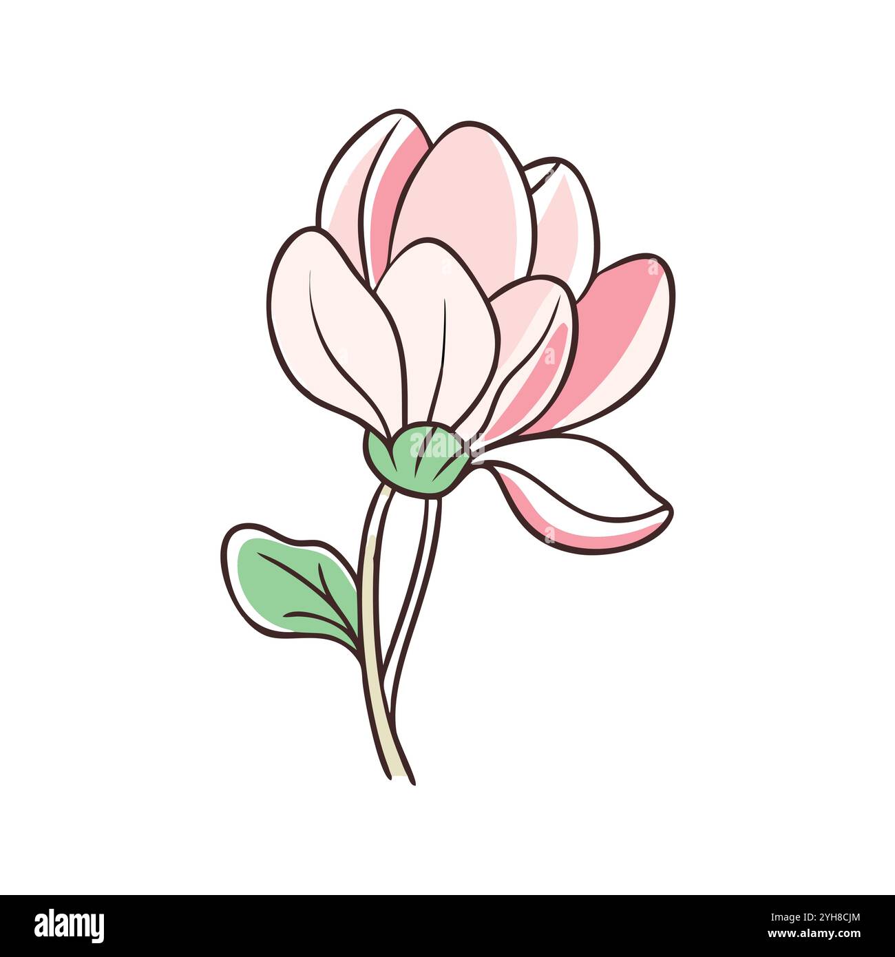 vector illustration of a cyclamen flower, for floral designs, botanical ...