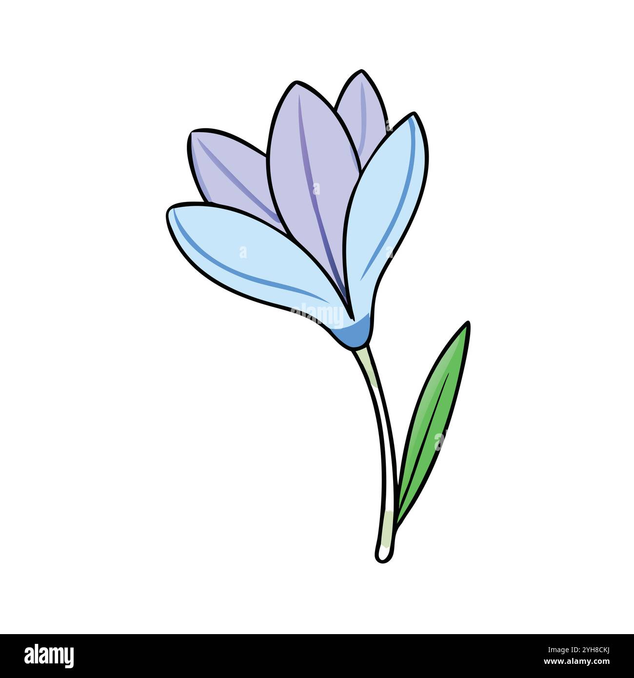 vector illustration of a crocus flower, for floral designs, botanical ...