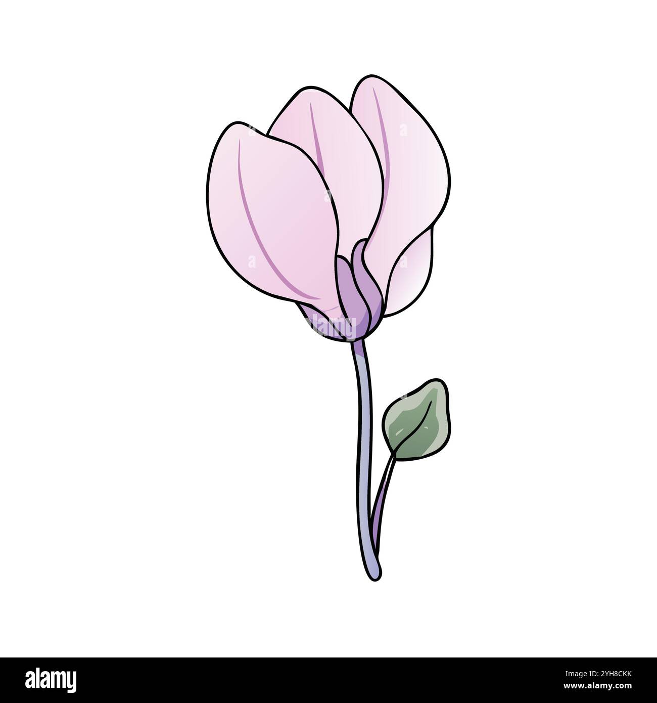 vector illustration of a cyclamen flower, for floral designs, botanical ...