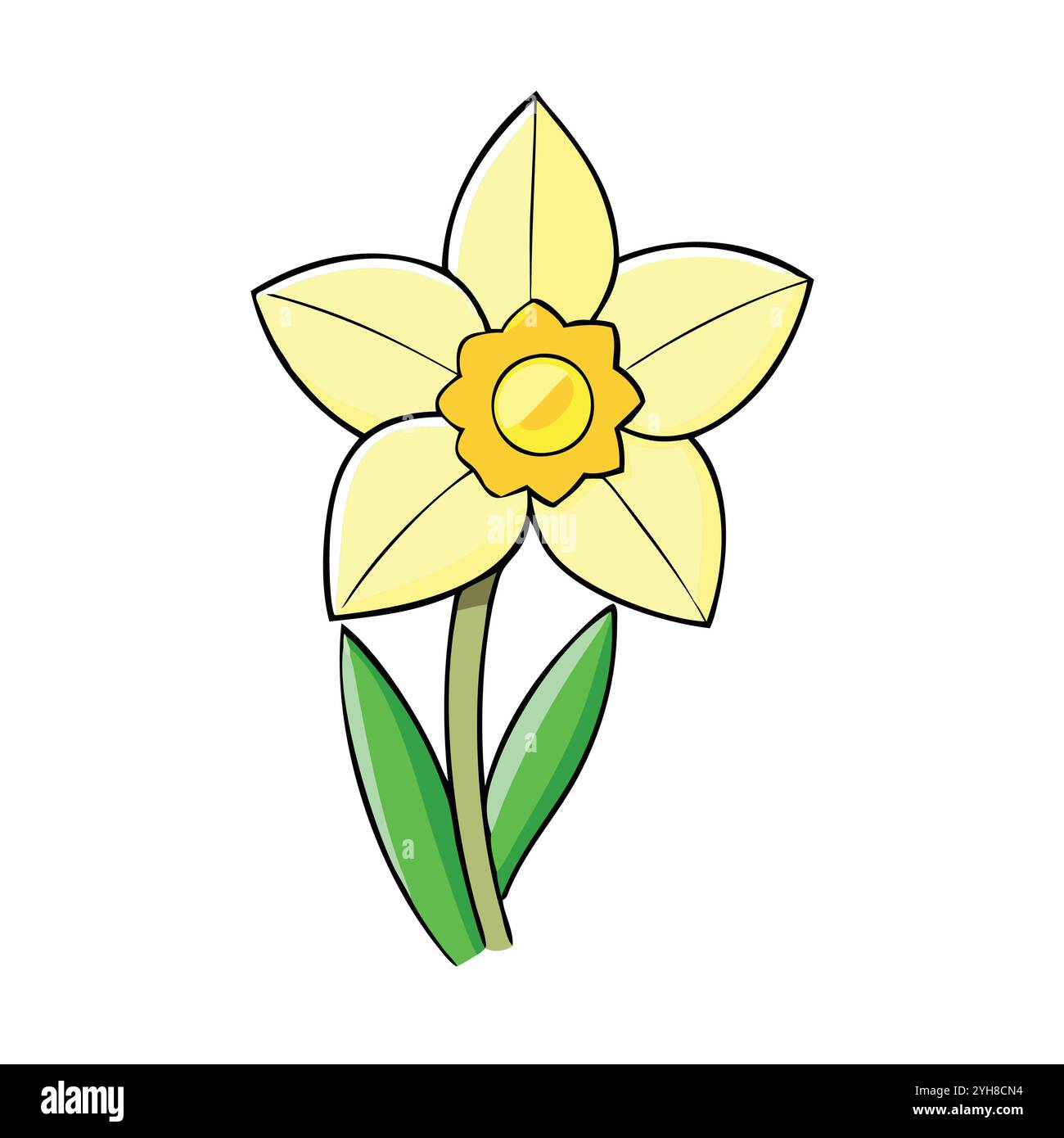 vector illustration of a daffodil flower, for floral designs, botanical ...
