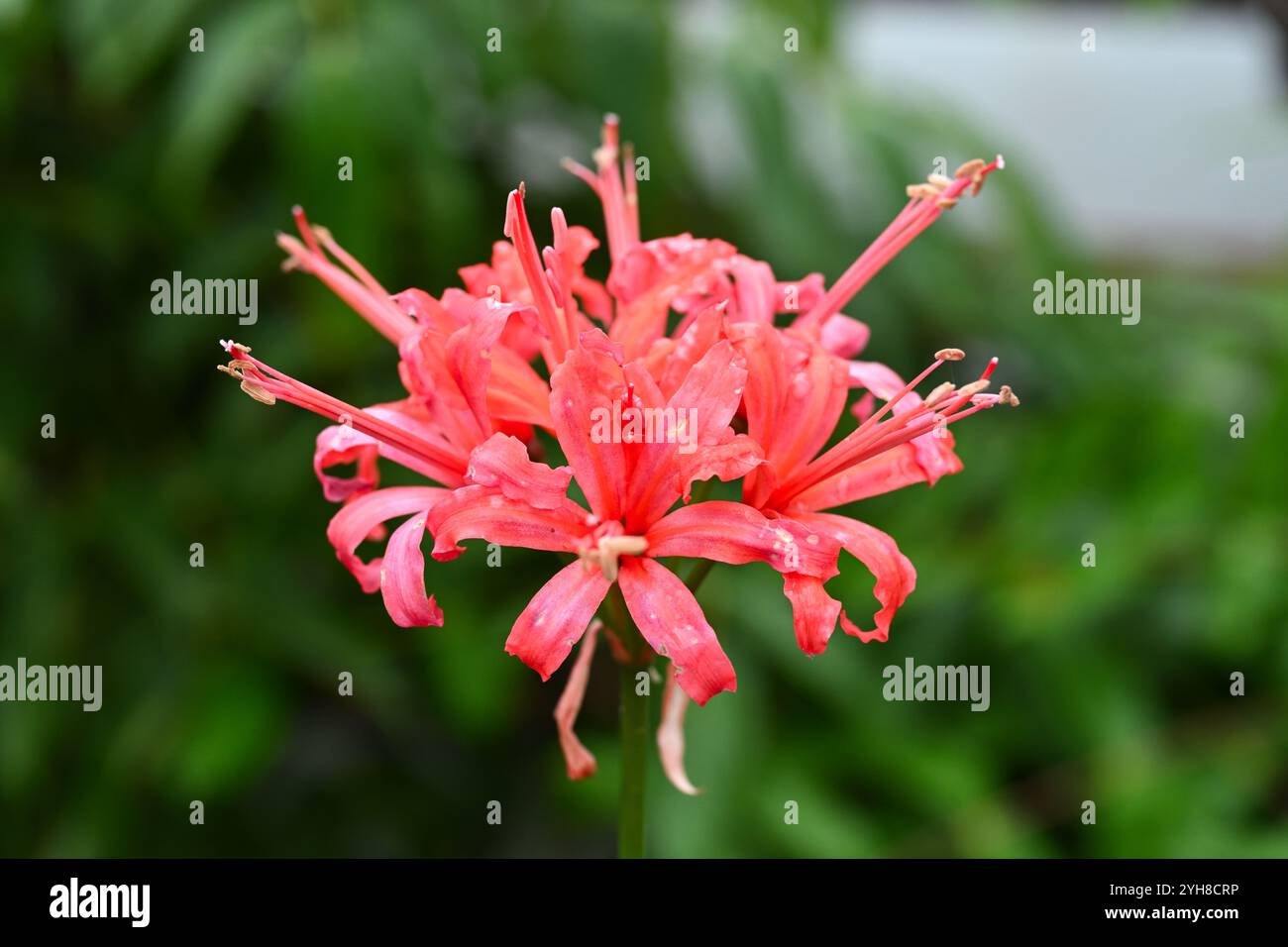 Guernsey lily nerine sarniensis hi-res stock photography and images - Alamy