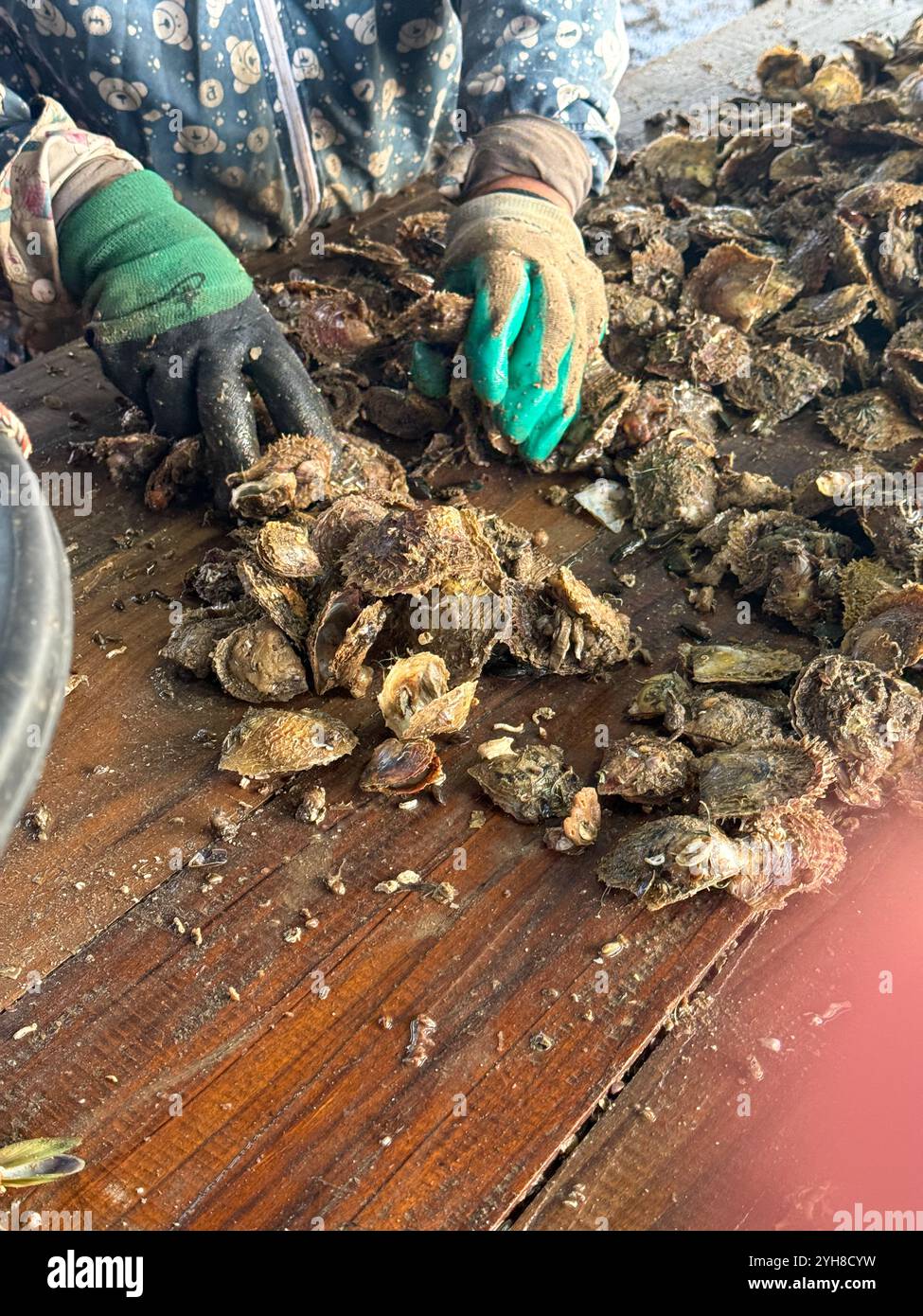 Shucking hi-res stock photography and images - Alamy