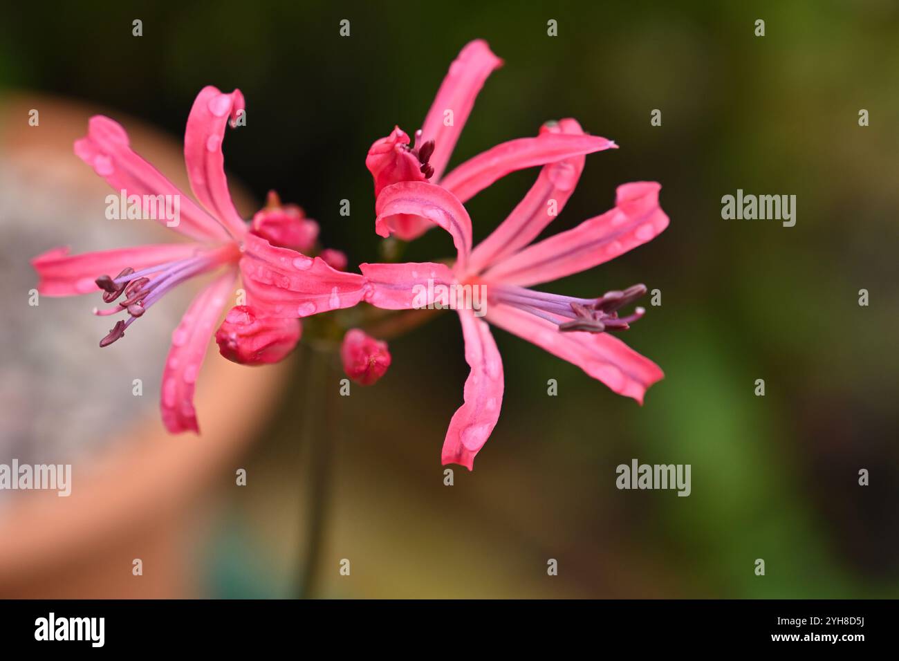 Flowers guernsey hi-res stock photography and images - Alamy