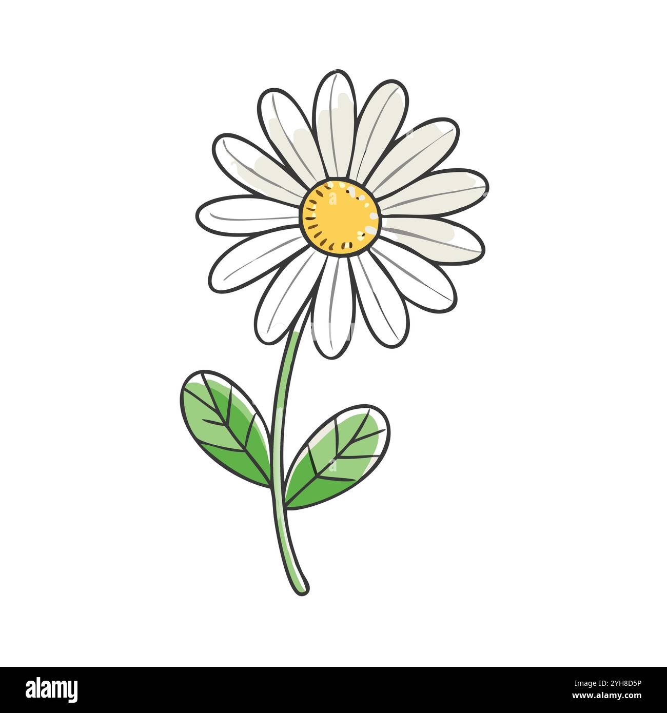 vector illustration of a daisy flower, for floral designs, botanical ...