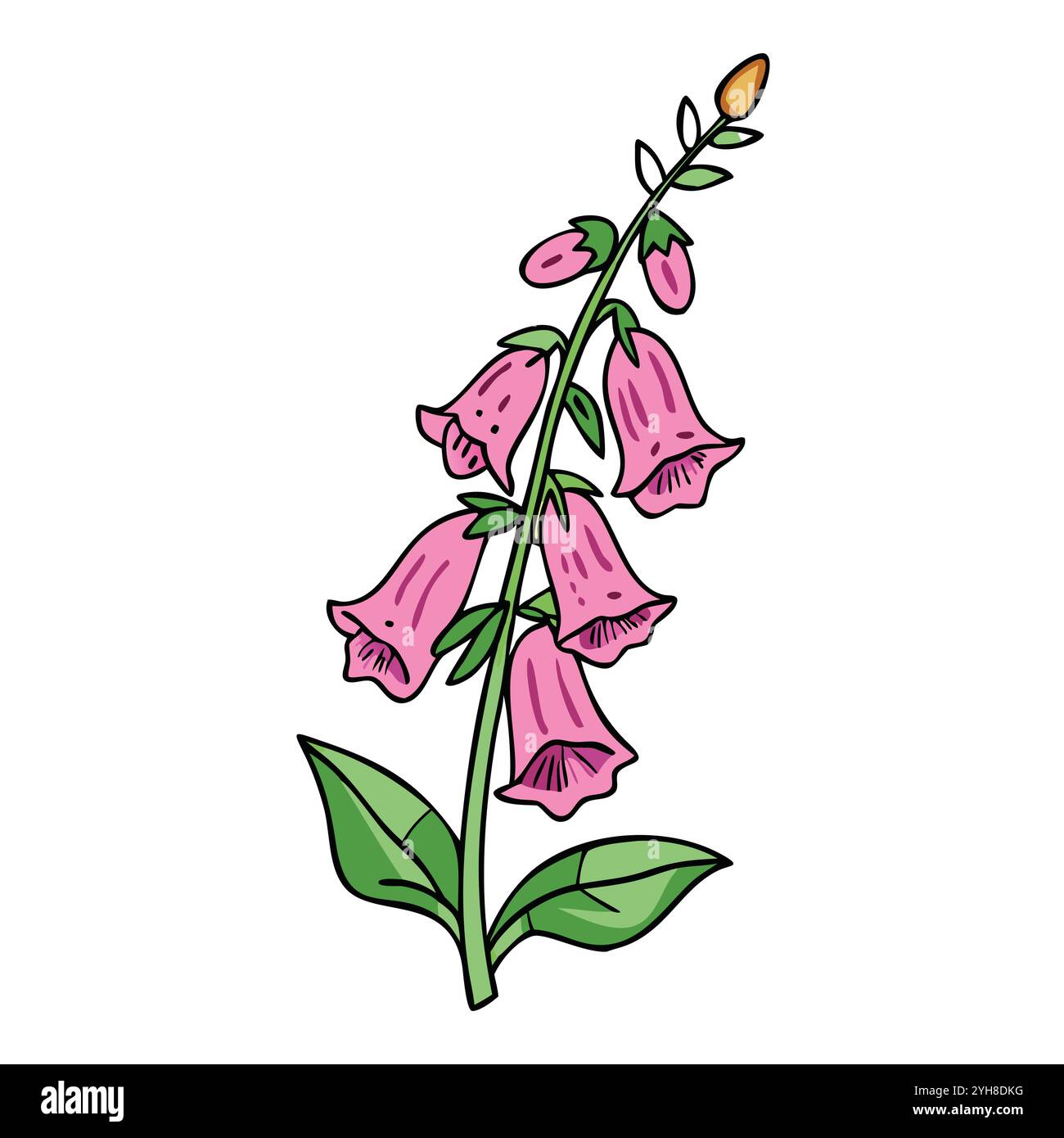 vector illustration of a foxglove flower, for floral designs, botanical ...