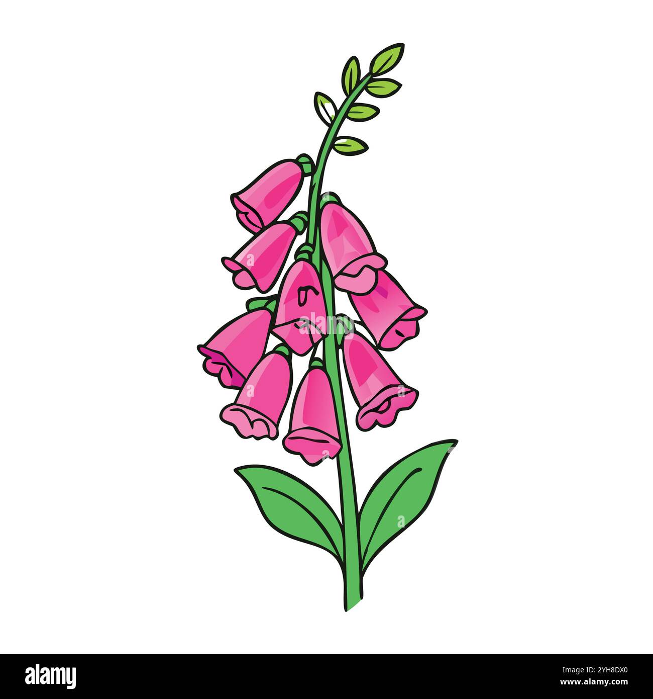 vector illustration of a foxglove flower, for floral designs, botanical ...