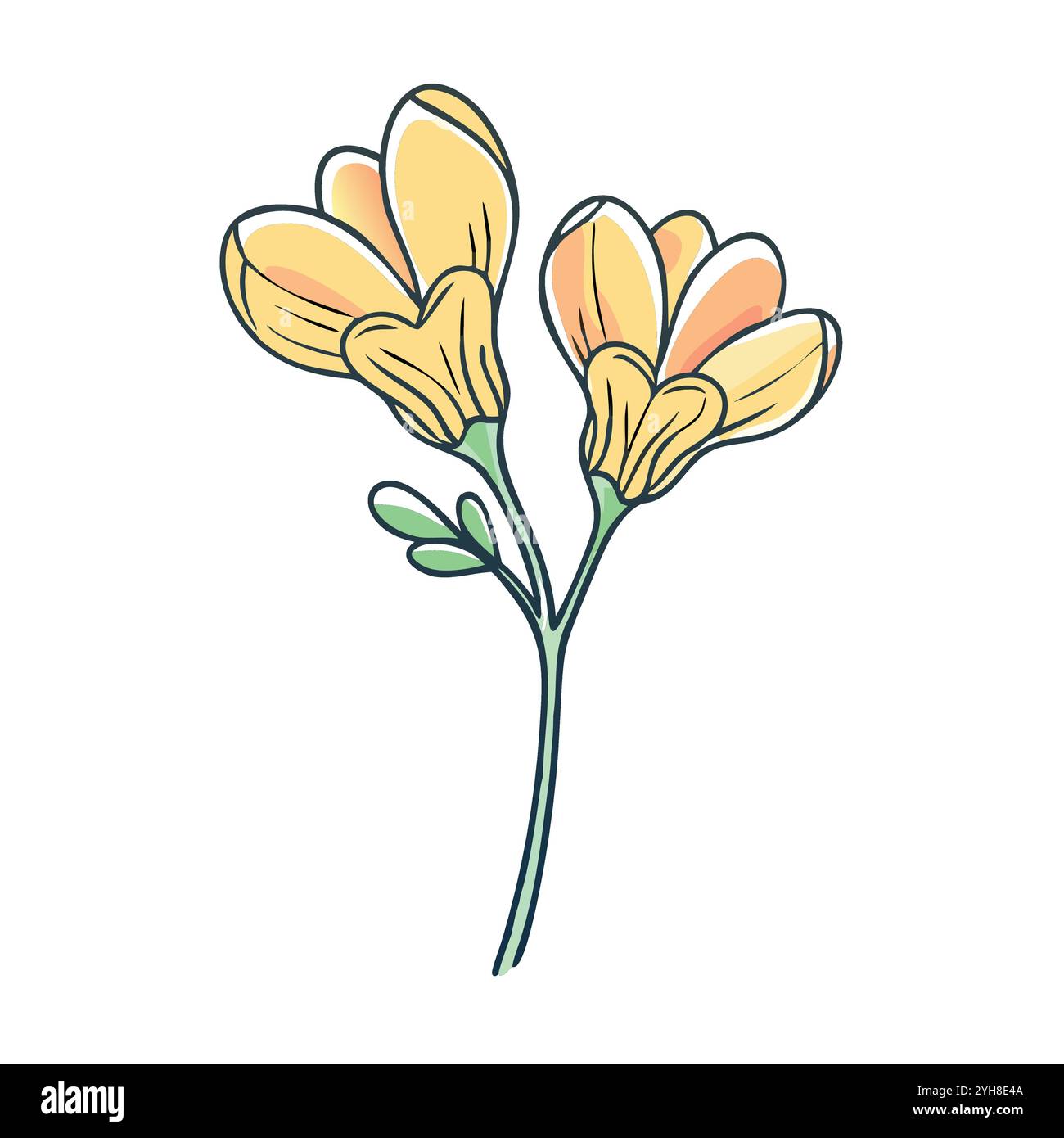 vector illustration of a freesia flower, for floral designs, botanical ...