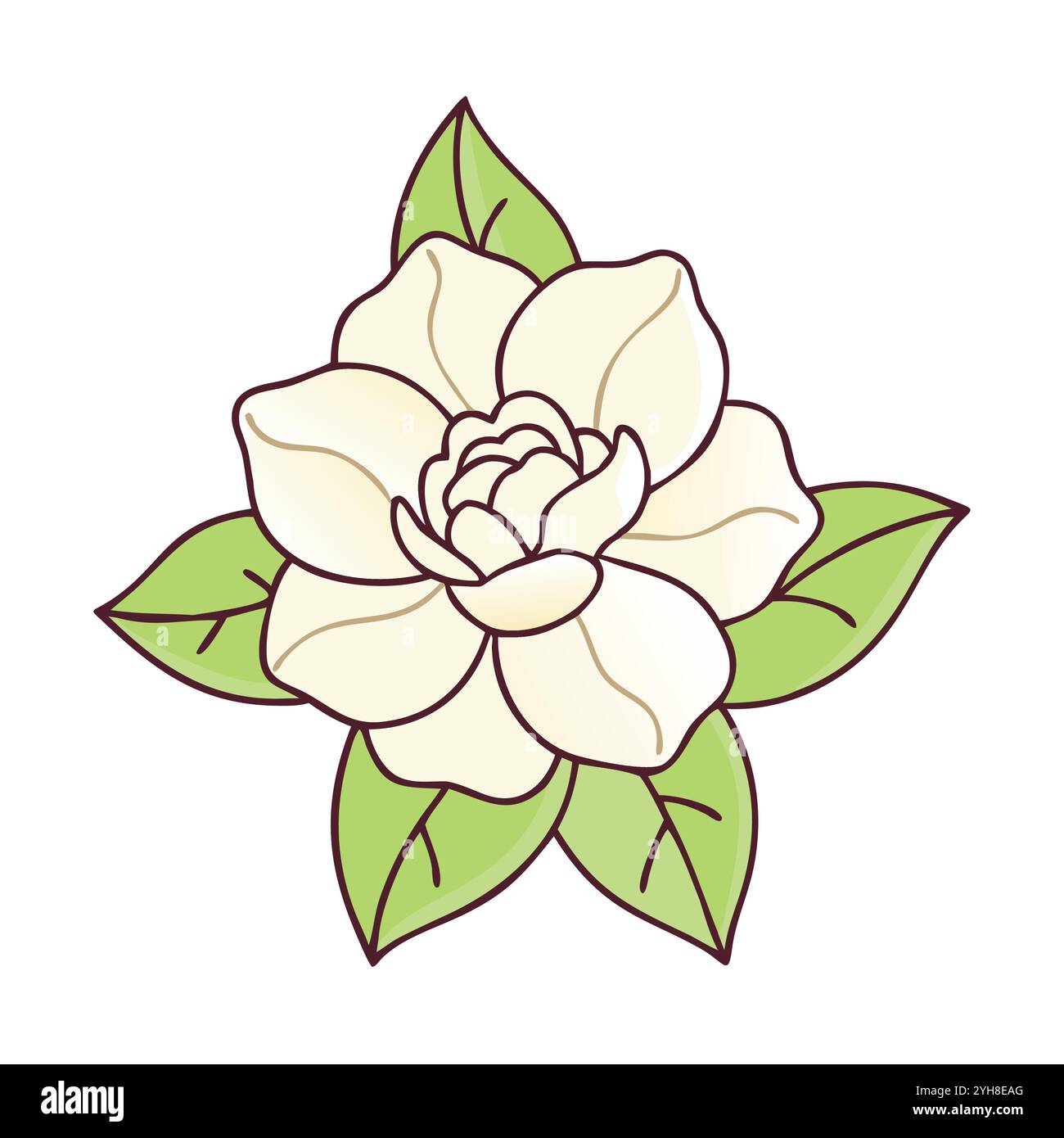 vector illustration of a gardenia flower, for floral designs, botanical ...