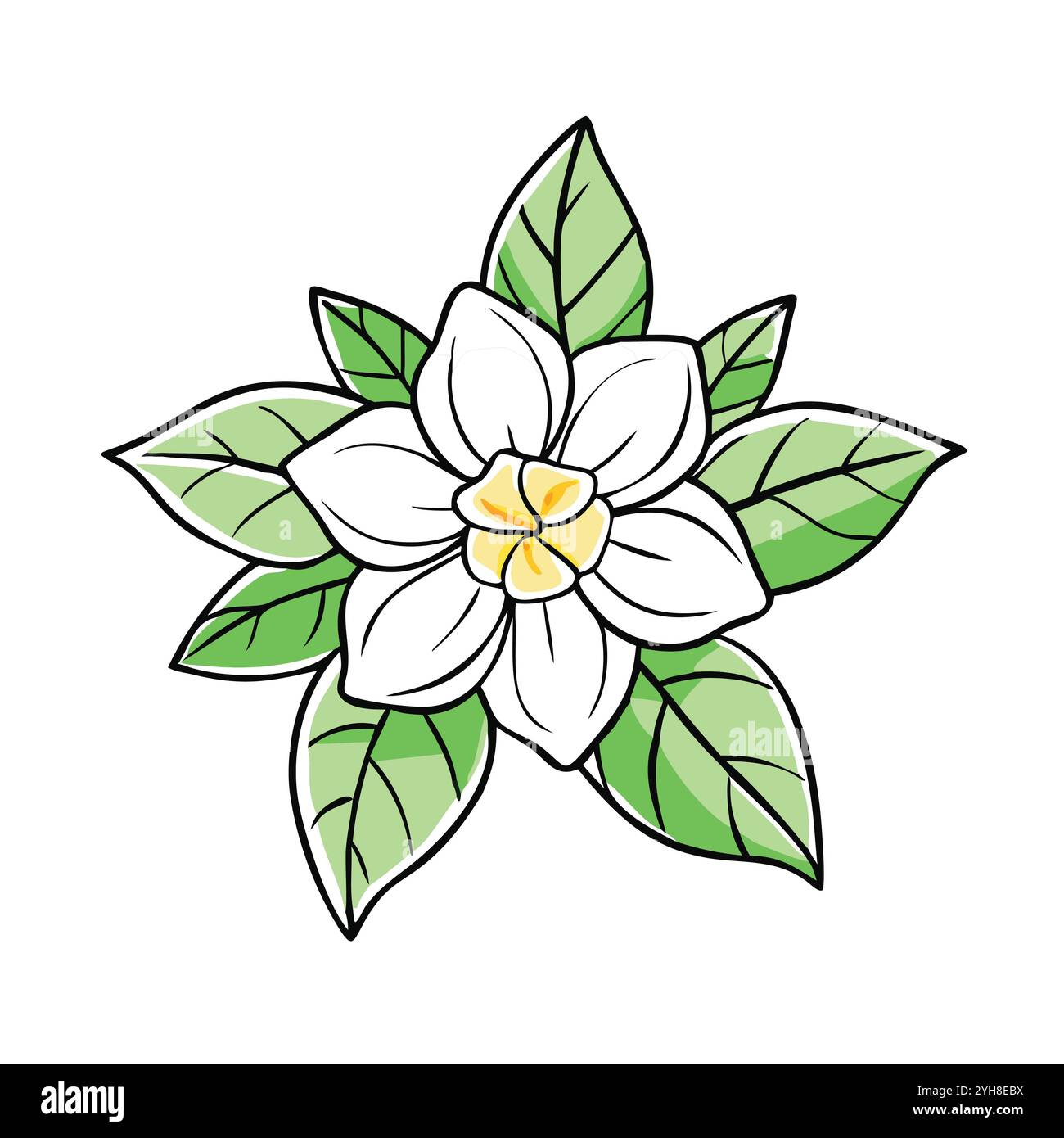 vector illustration of a gardenia flower, for floral designs, botanical ...