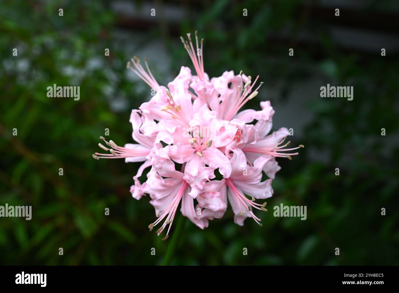 flower of Guernsey lily or tender nerine Angellico in UK garden October ...