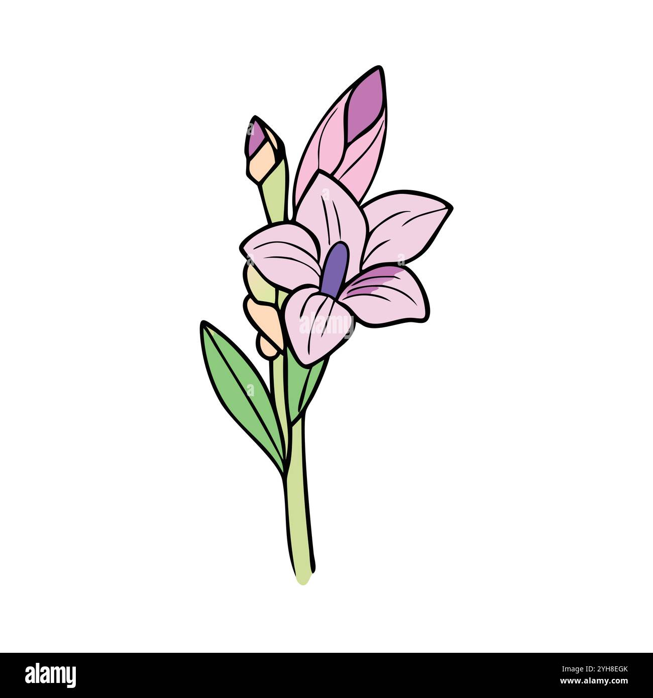 vector illustration of a gladiolus flower, for floral designs ...