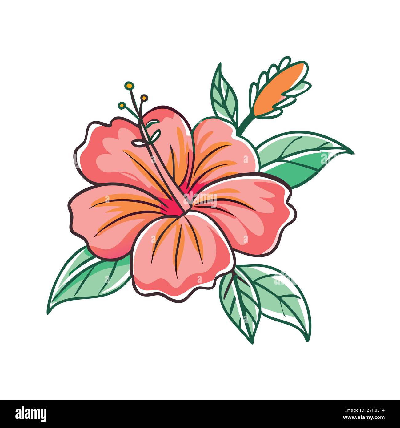 vector illustration of a hibiscus flower, for floral designs, botanical ...